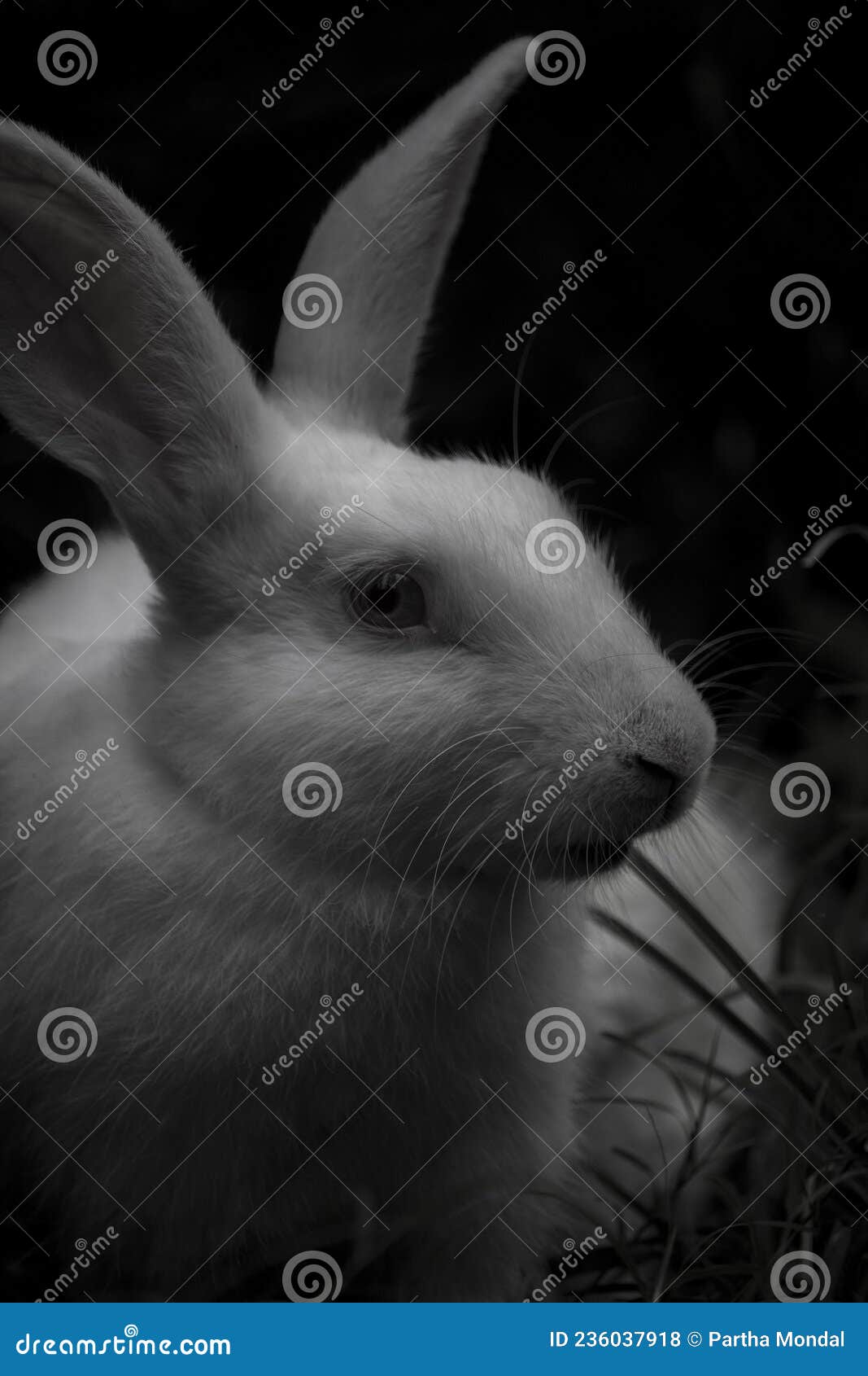 Cute white Rabbit stock photo. Image of rodent, squirrel - 236037918