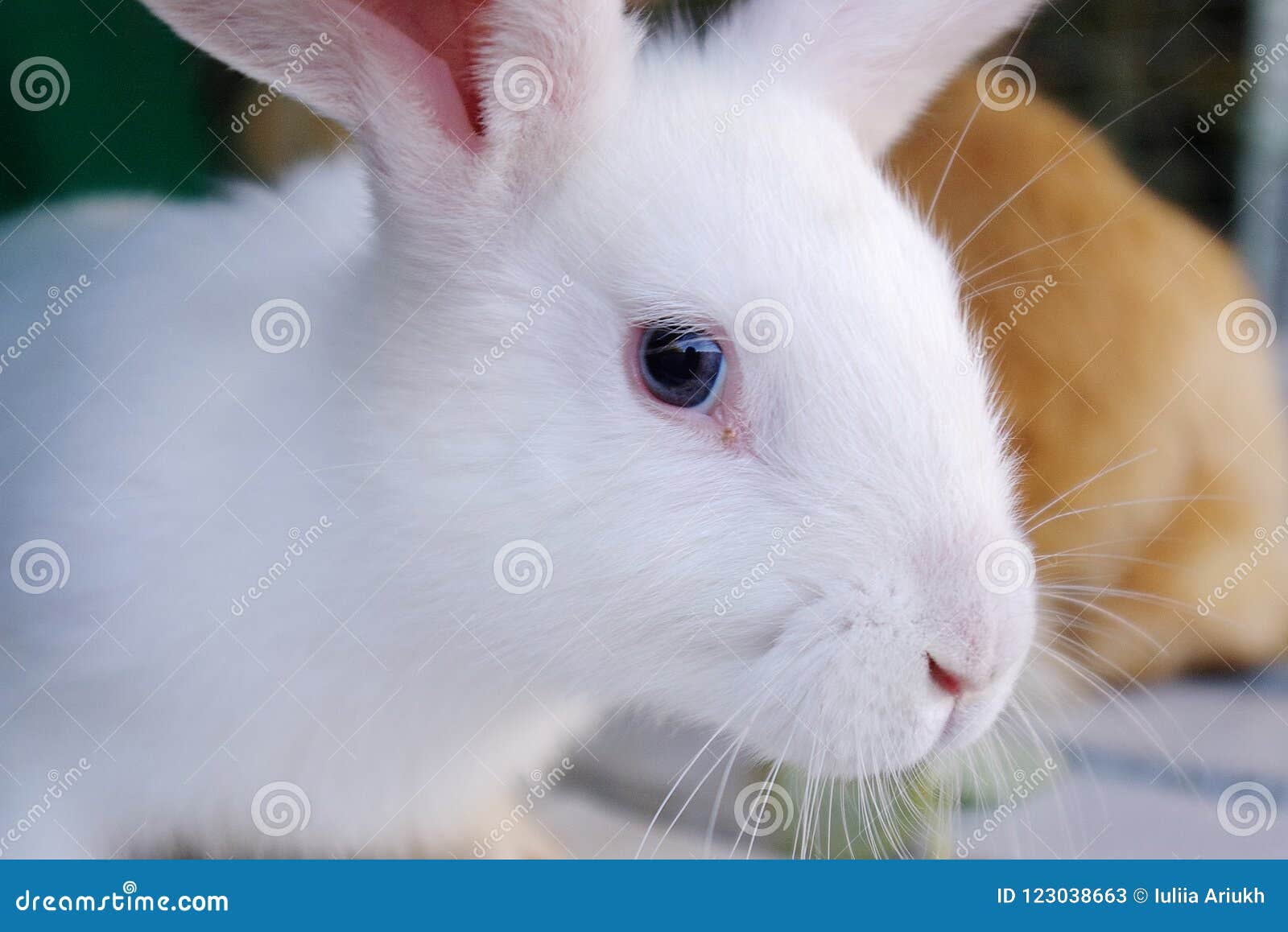 Cute white rabbit close-up stock image. Image of portrait - 123038663