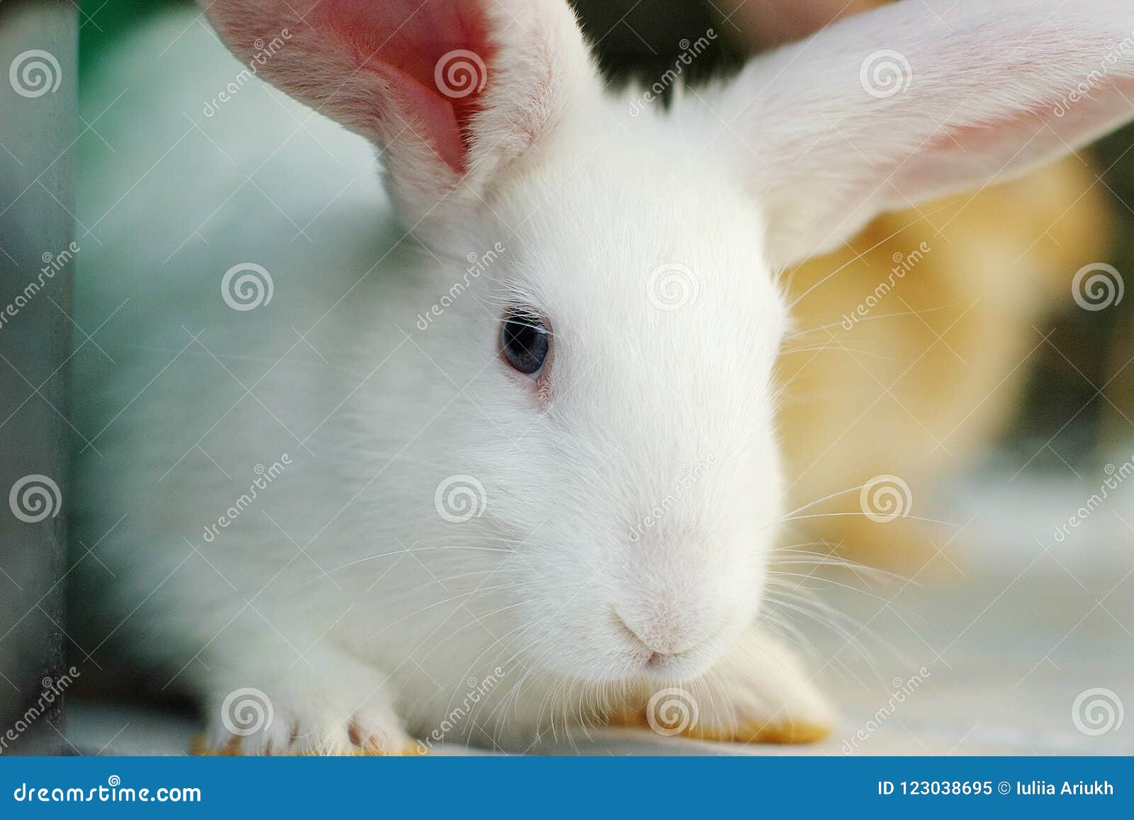 Cute white rabbit stock image. Image of white, animal - 123038695
