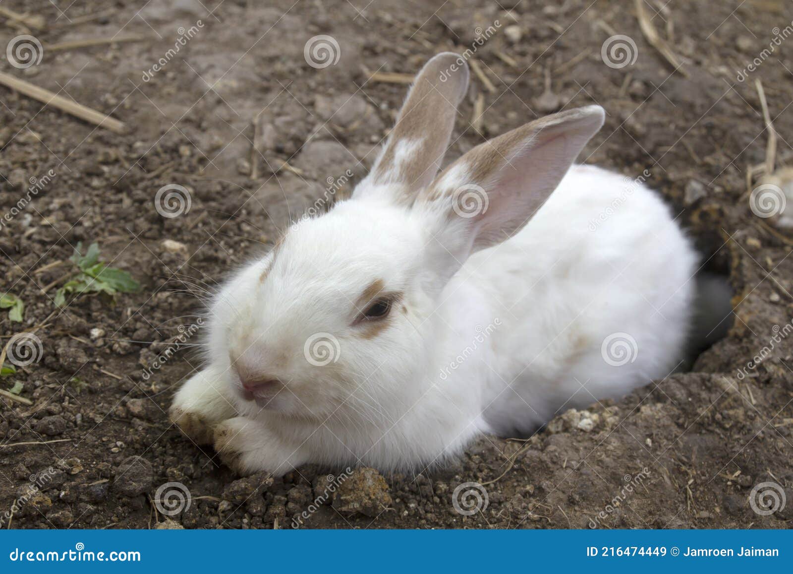Cute White Rabbit on the Dug-hole Area Stock Image - Image of dughole ...