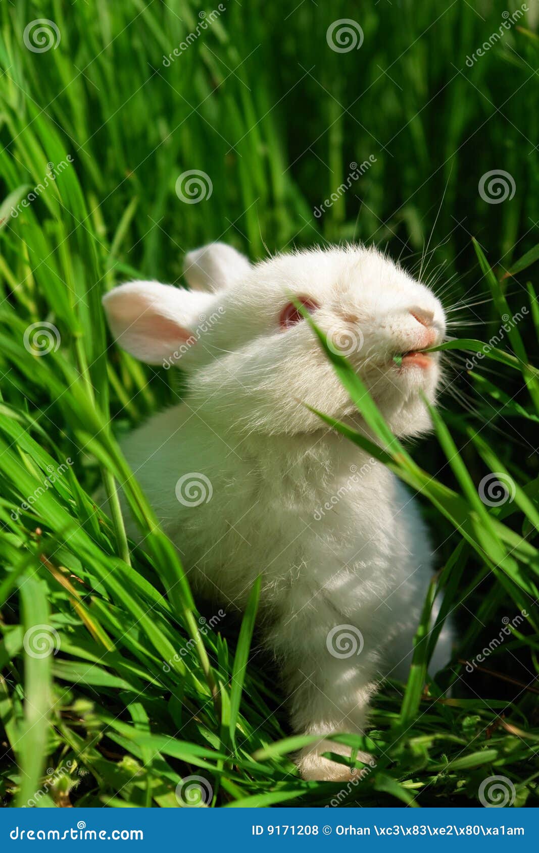 Cute White Rabbit Eats Grass Stock Photo - Image of gobble, feeding ...