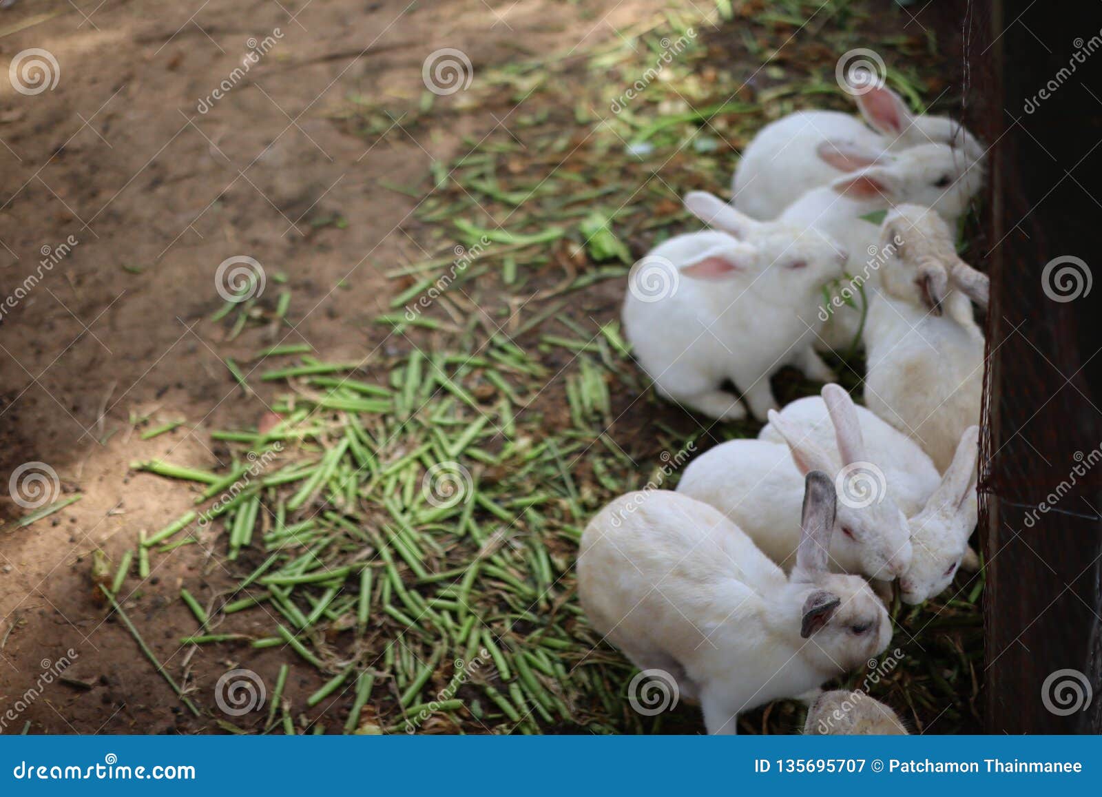 The Cute White Rabbit Eats Grass on the Ground. Stock Image - Image of ...