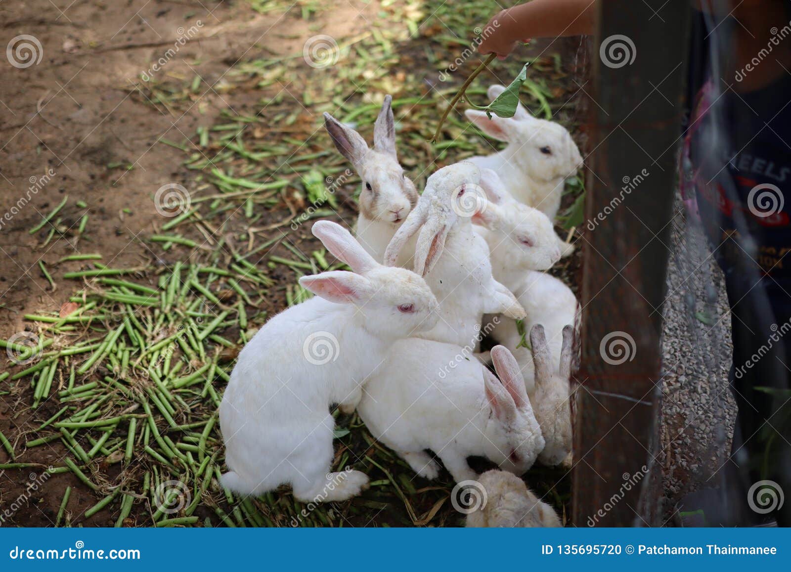 The Cute White Rabbit Eats Grass on the Ground. Stock Photo - Image of ...