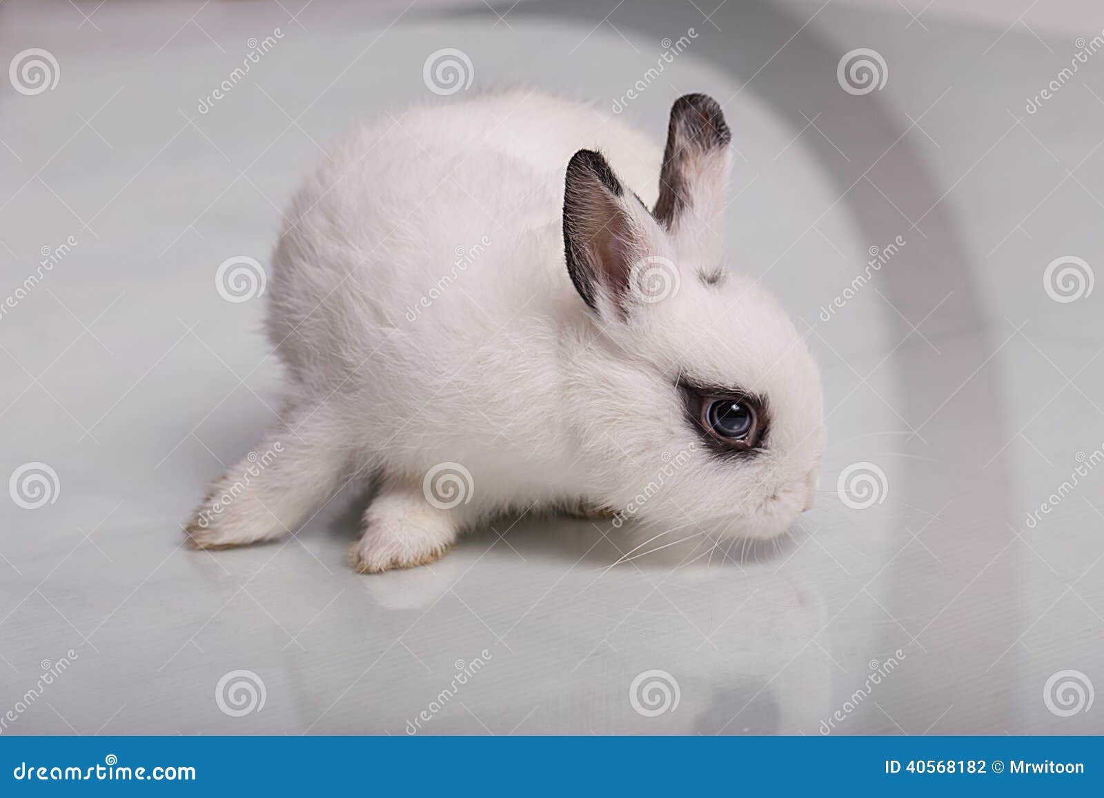 Blue Eyed Netherland Dwarf Rabbits