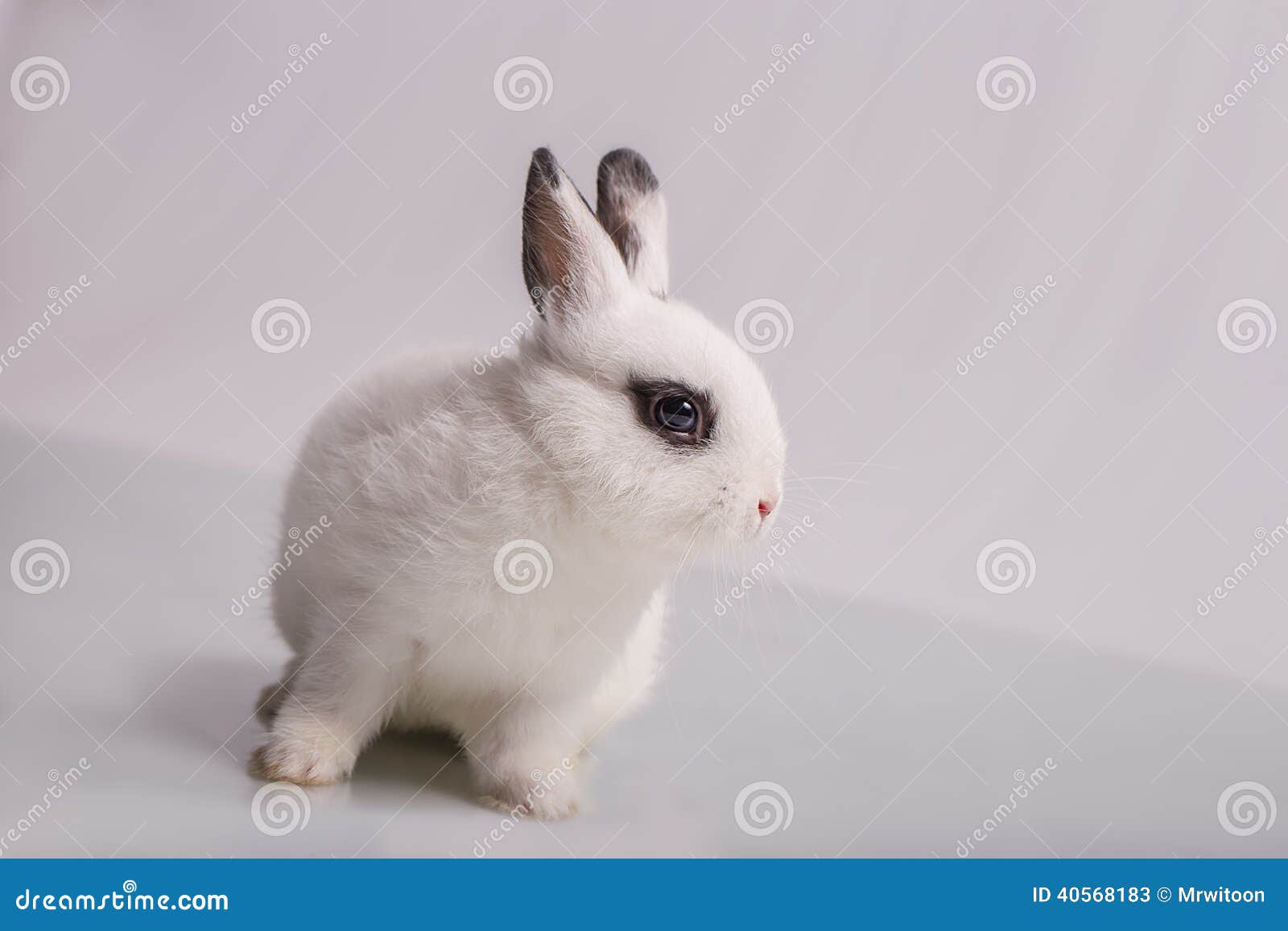 White Dwarf Rabbit