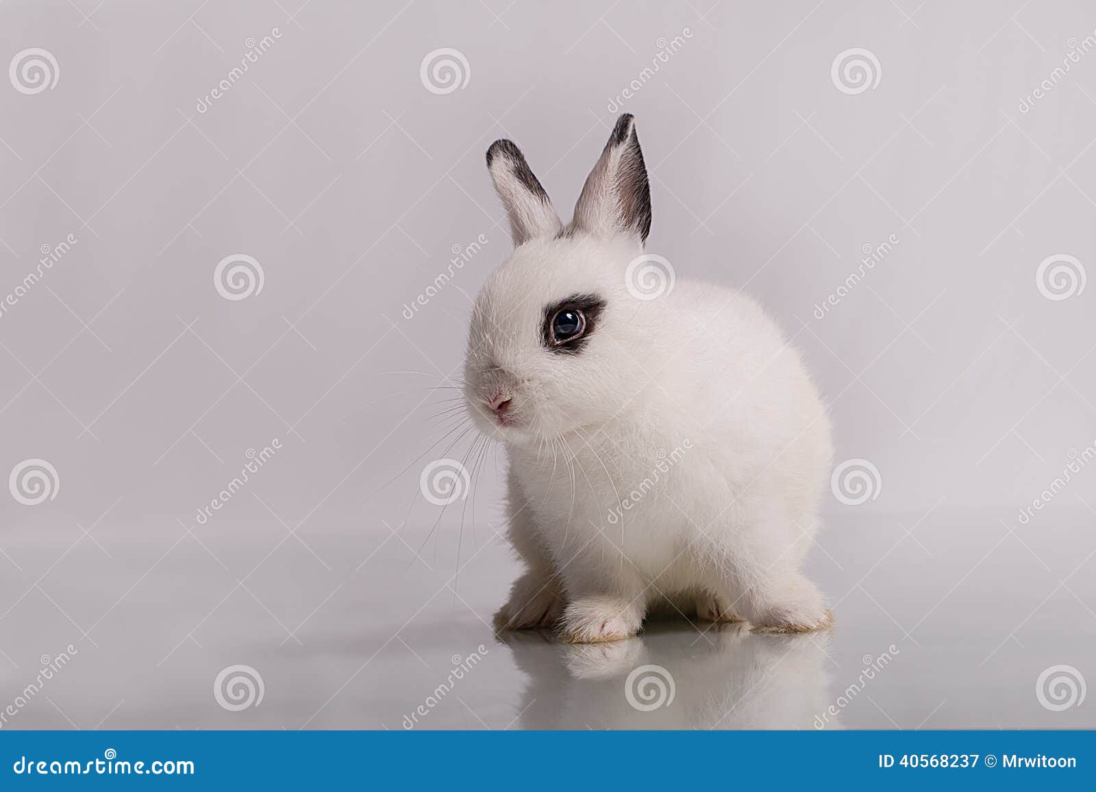 Dork Dwarf White Bunny