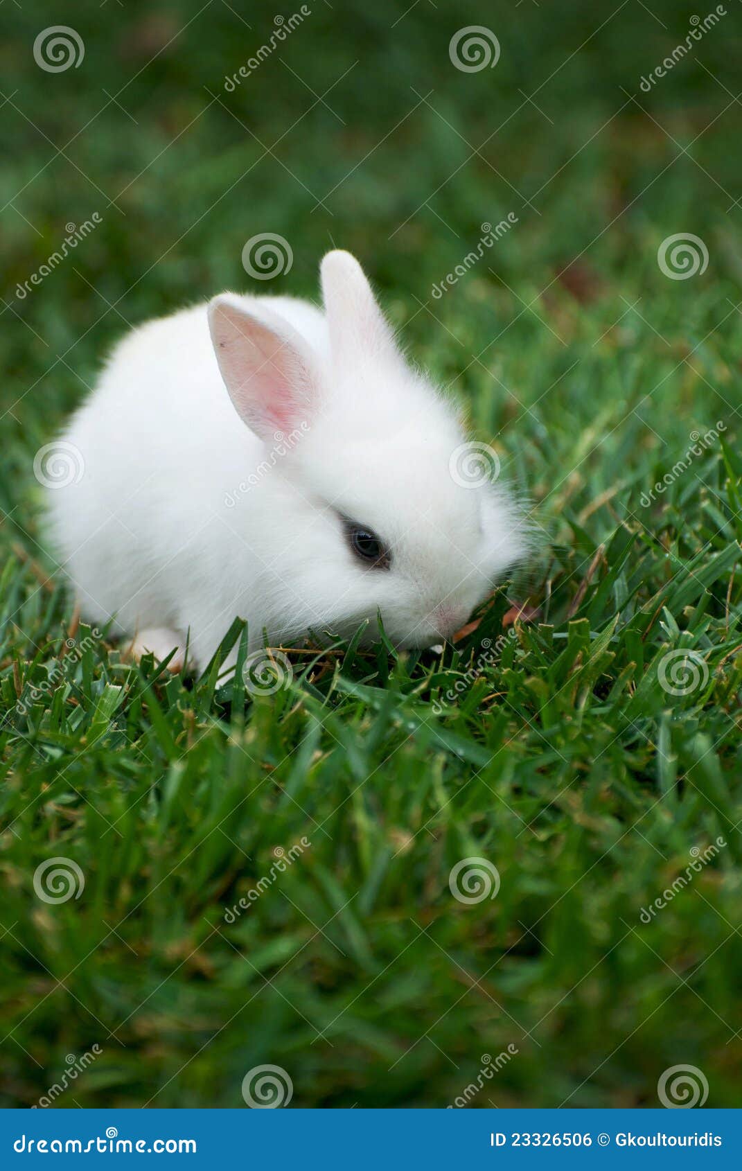 Cute White Rabbit on the Green Grass Stock Photo - Image of hair ...