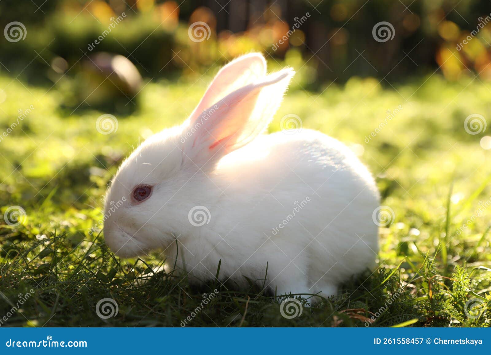 Cute White Rabbit on Green Grass Outdoors Stock Image - Image of ...