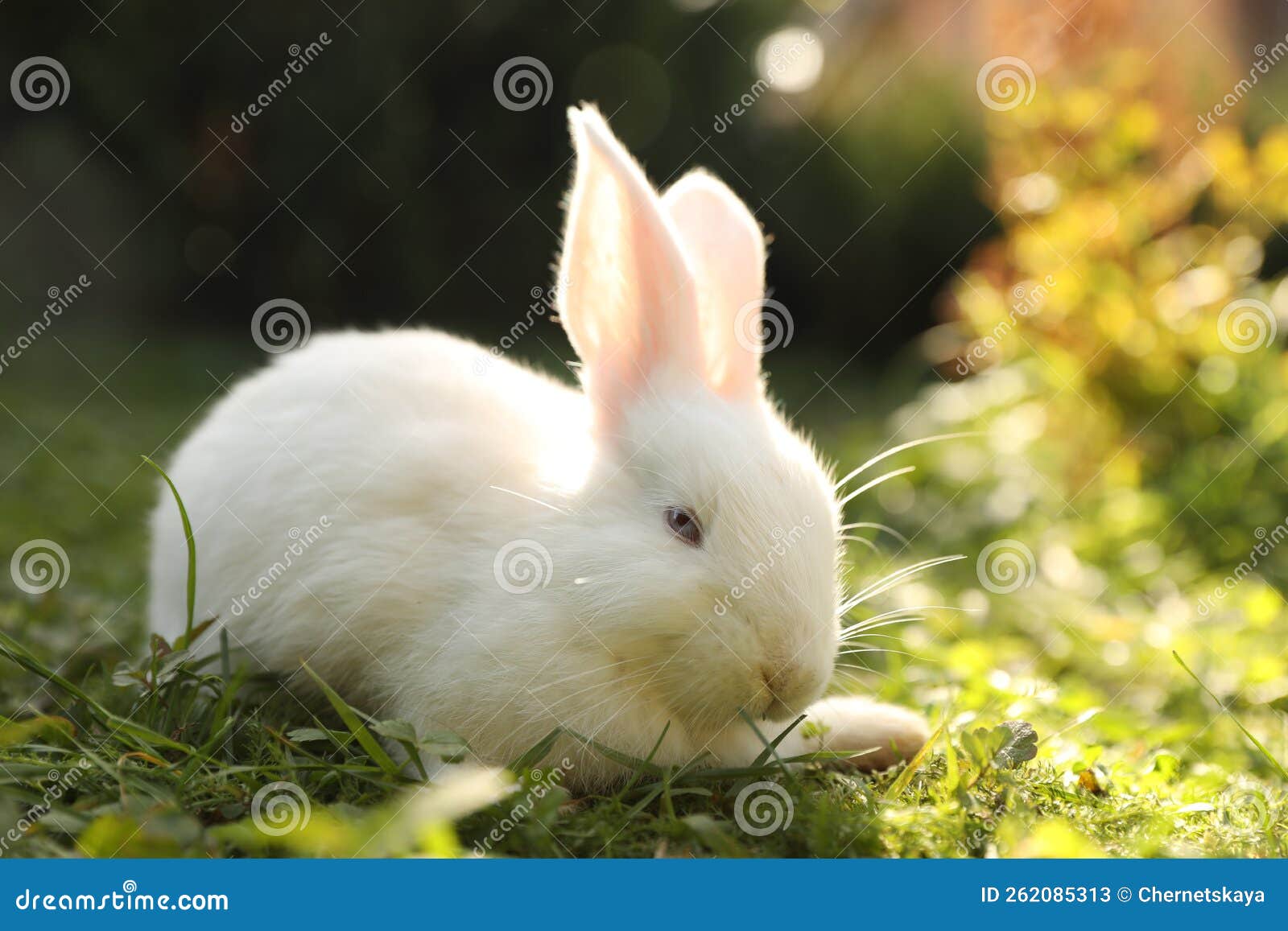 Cute White Rabbit on Green Grass Outdoors Stock Image - Image of ...