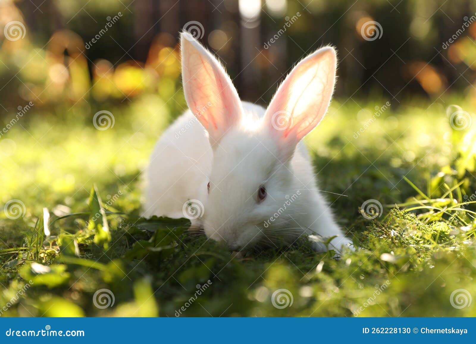 Cute White Rabbit on Green Grass Outdoors Stock Photo - Image of easter ...