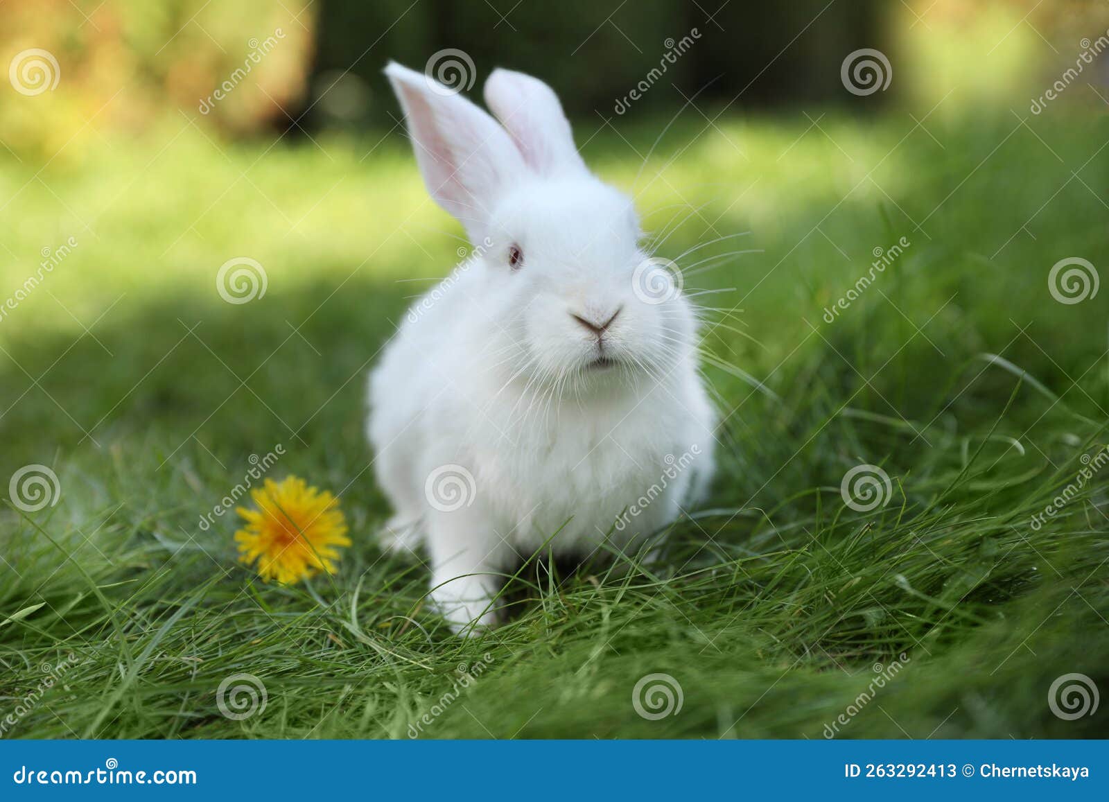 Cute White Rabbit on Green Grass Outdoors Stock Image - Image of ...
