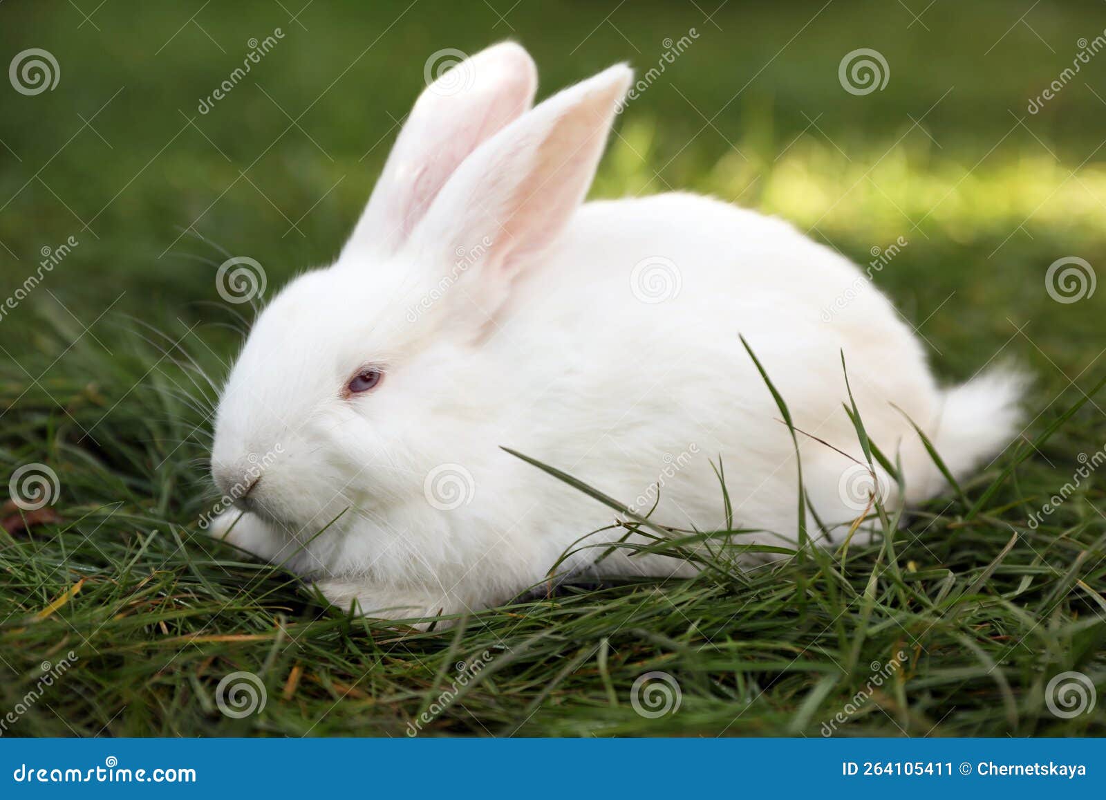 Cute White Rabbit on Green Grass Outdoors Stock Image - Image of hare ...
