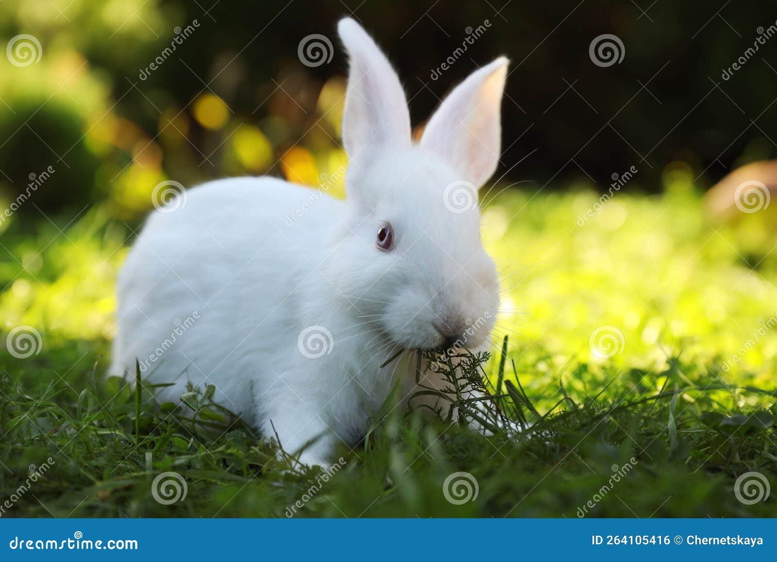 Cute White Rabbit on Green Grass Outdoors Stock Photo - Image of field ...