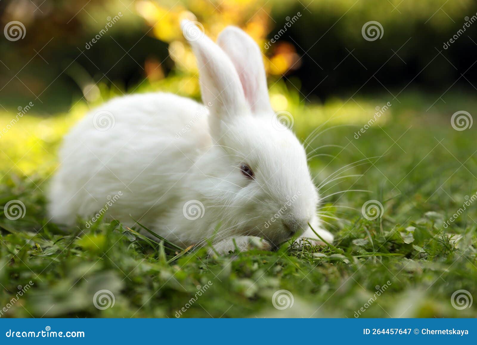 Cute White Rabbit on Green Grass Outdoors Stock Image - Image of ...