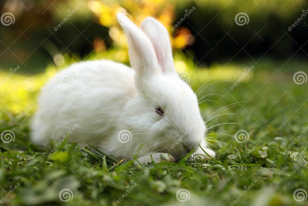 Cute White Rabbit on Green Grass Outdoors Stock Image - Image of ...