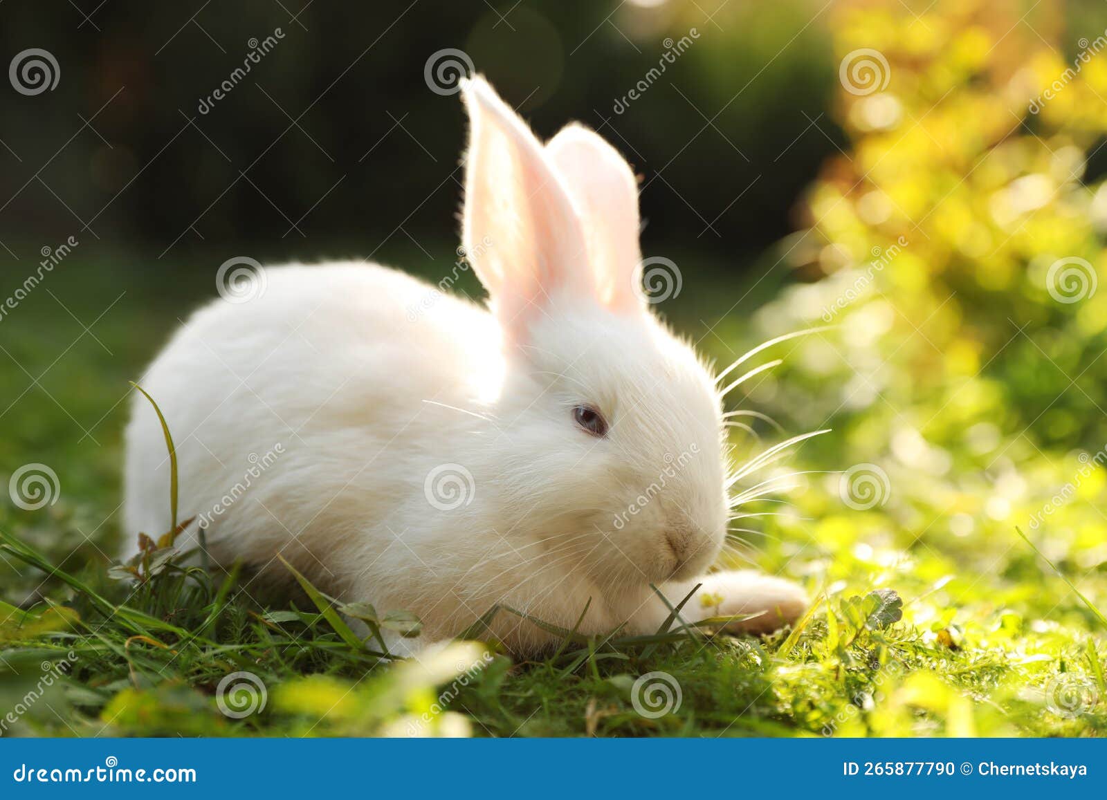 Cute White Rabbit on Green Grass Outdoors Stock Photo - Image of furry ...