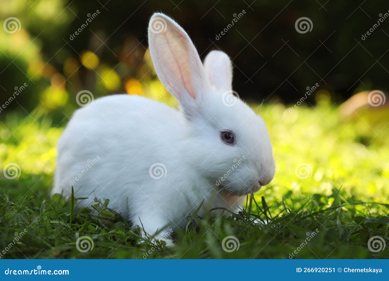 Cute White Rabbit on Green Grass Outdoors Stock Image - Image of ...