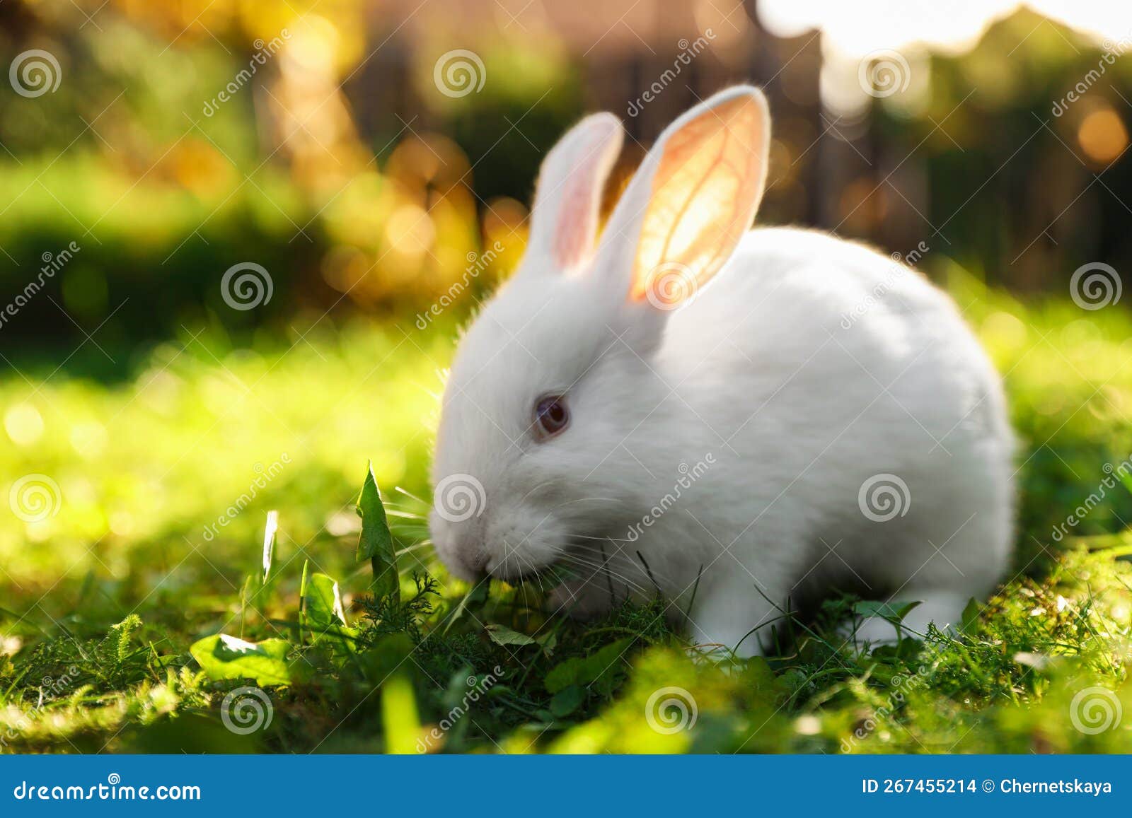 Cute White Rabbit on Green Grass Outdoors Stock Photo - Image of easter ...