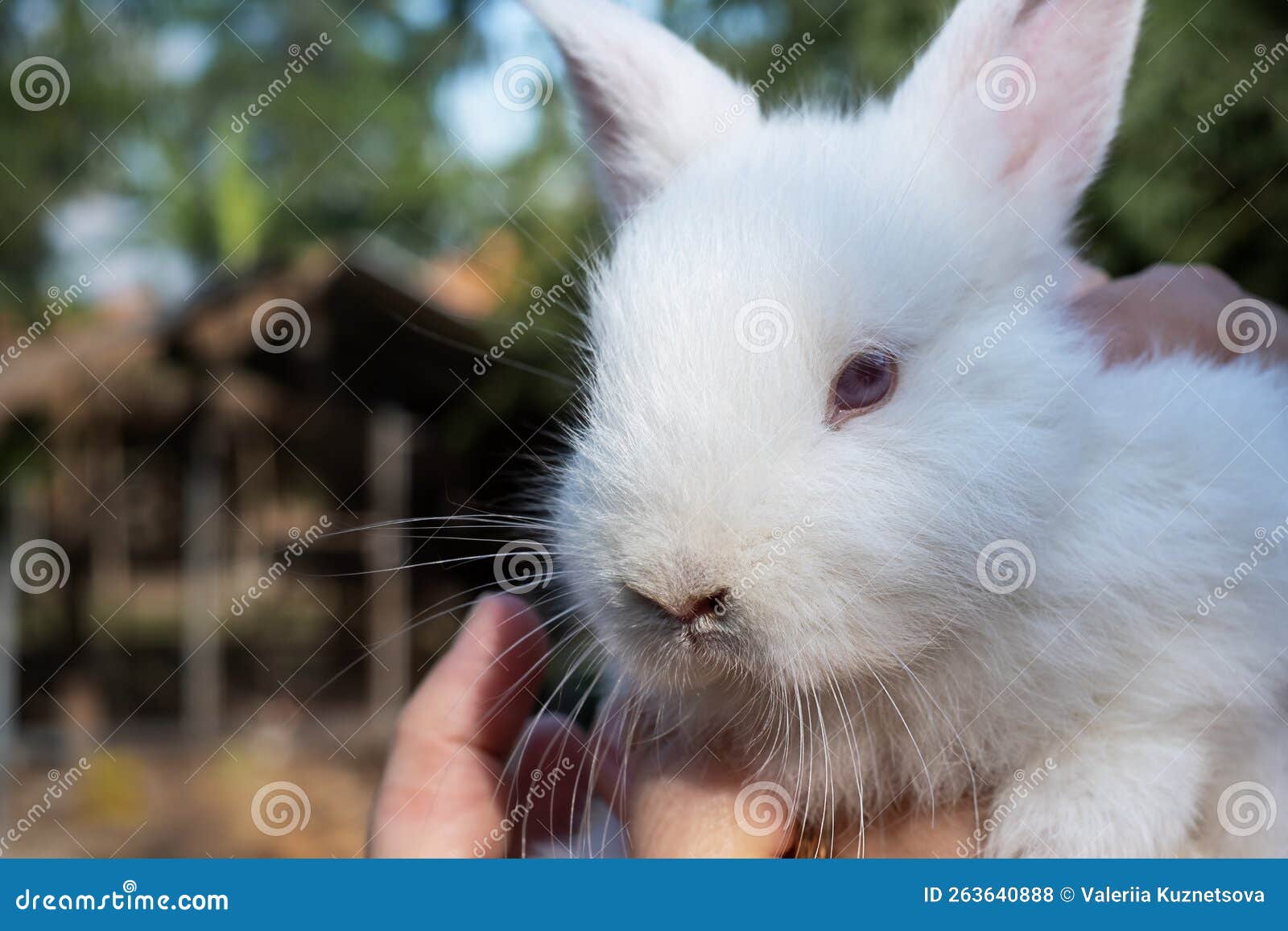 Cute White Rabbit in the Hands Stock Photo - Image of holding, domestic ...