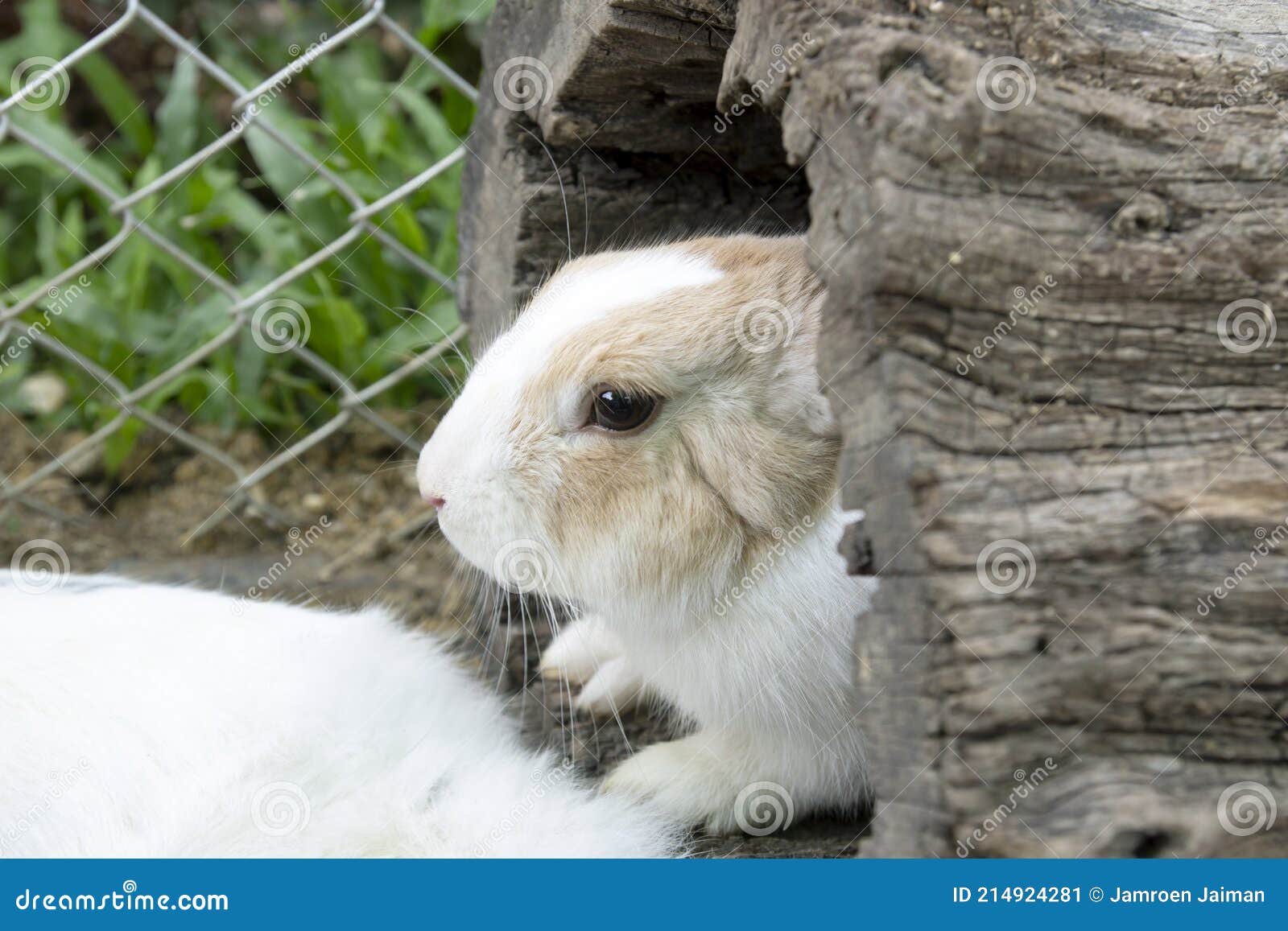 A Cute White Rabbit in a Hollow Tree Stock Image - Image of natural ...
