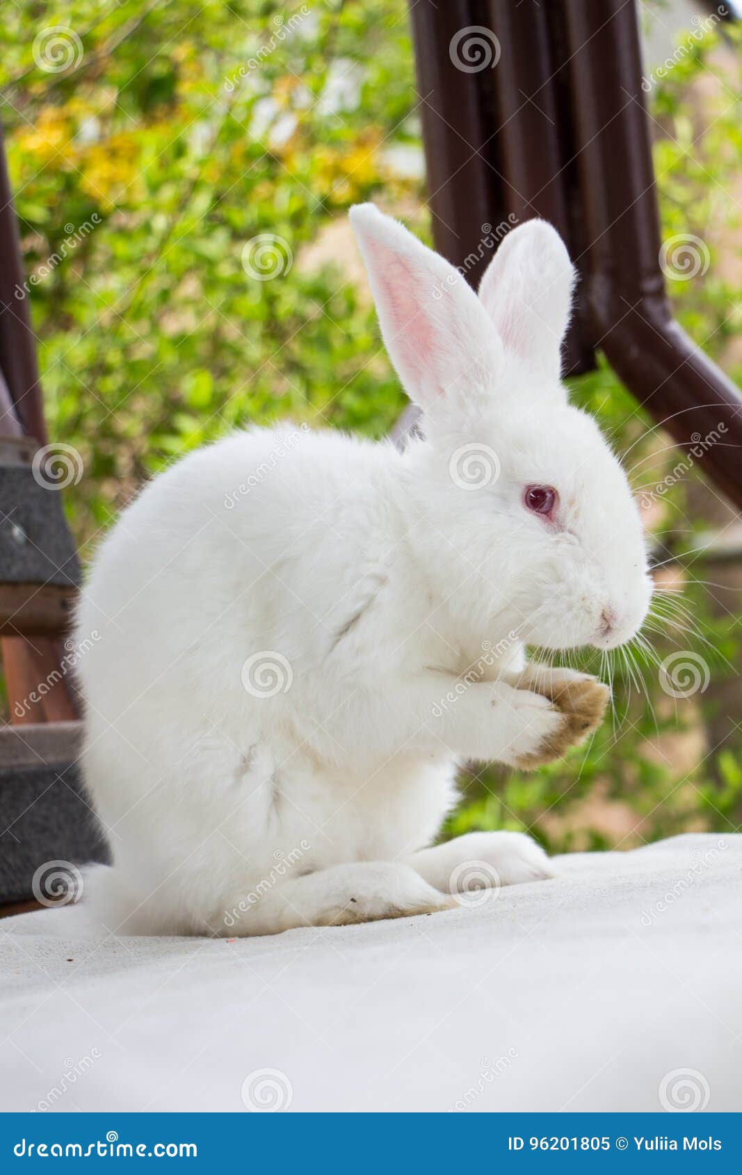 Cute White Rabbit stock image. Image of albino, pets - 96201805