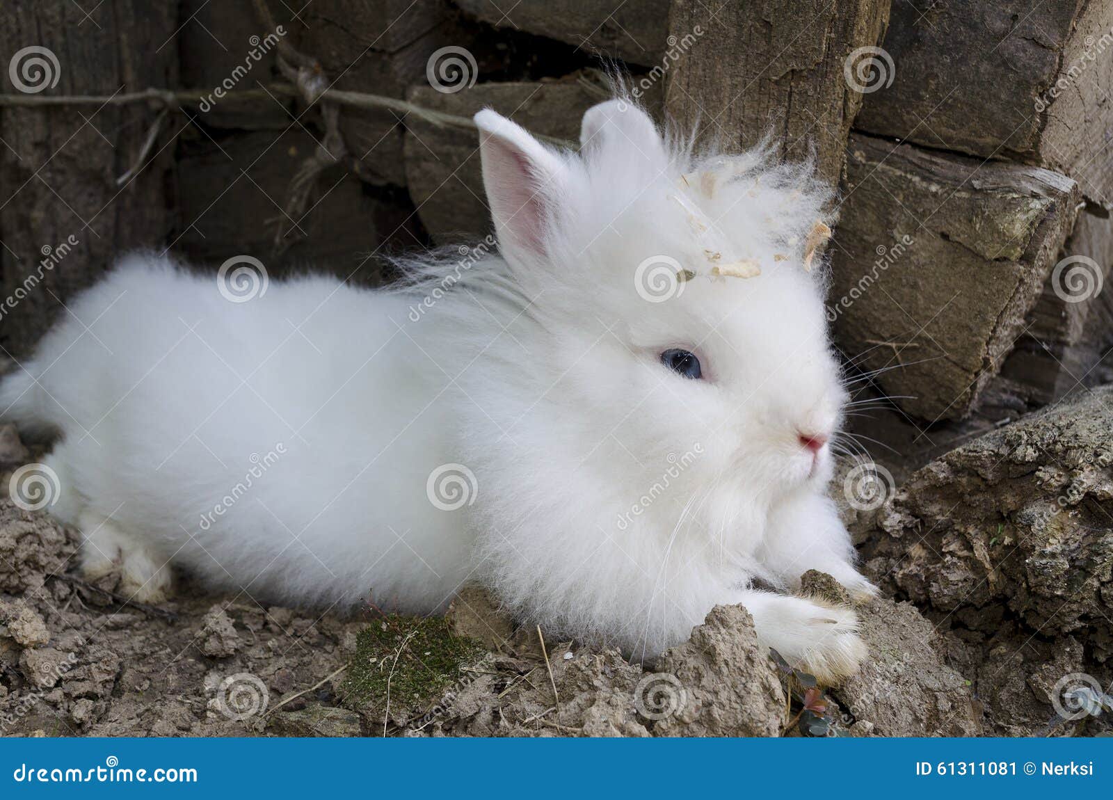 Cute white rabbit stock image. Image of furry, ground - 61311081