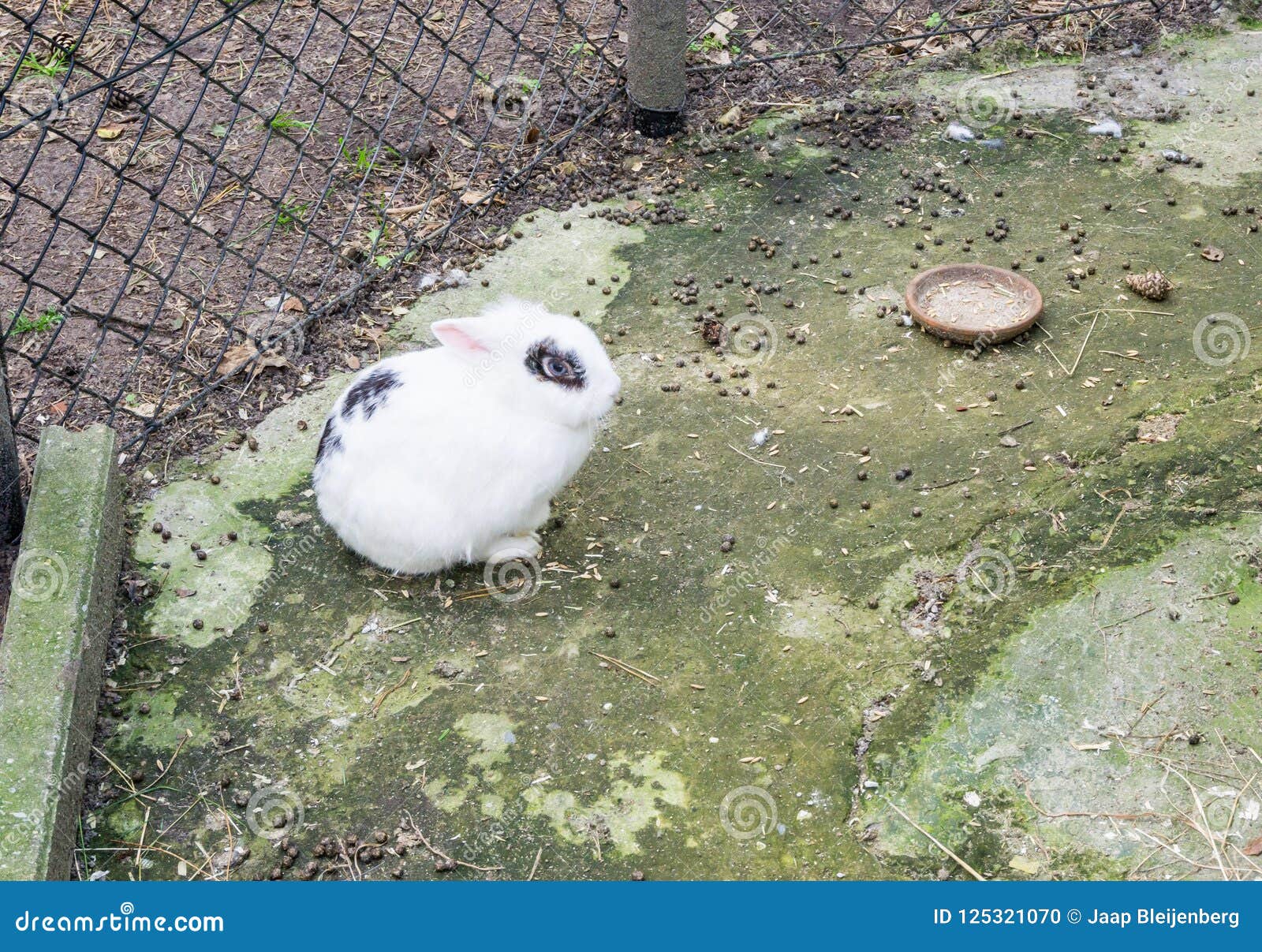 Cute White Rabbit Sitting in Close Up Stock Photo - Image of sitting ...