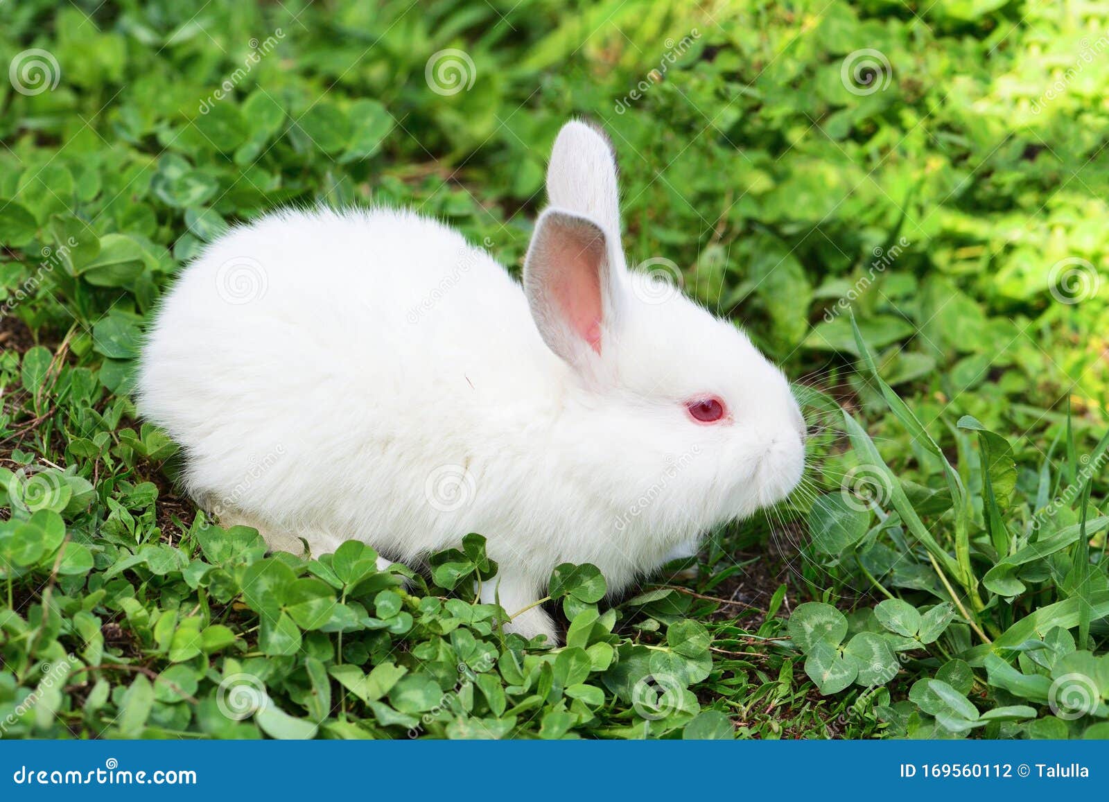 Cute White Rabbit Sitting in the Shade on a Clover Grass on a Sunny ...