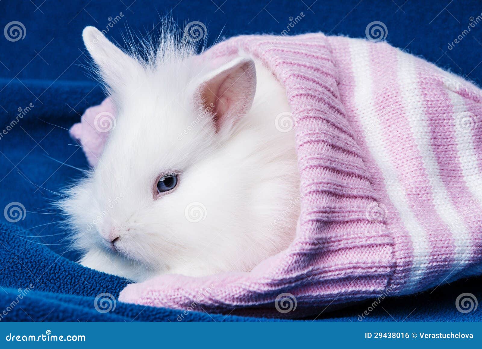 Cute White Rabbit in a Soft Cap Stock Photo - Image of cute, spring ...