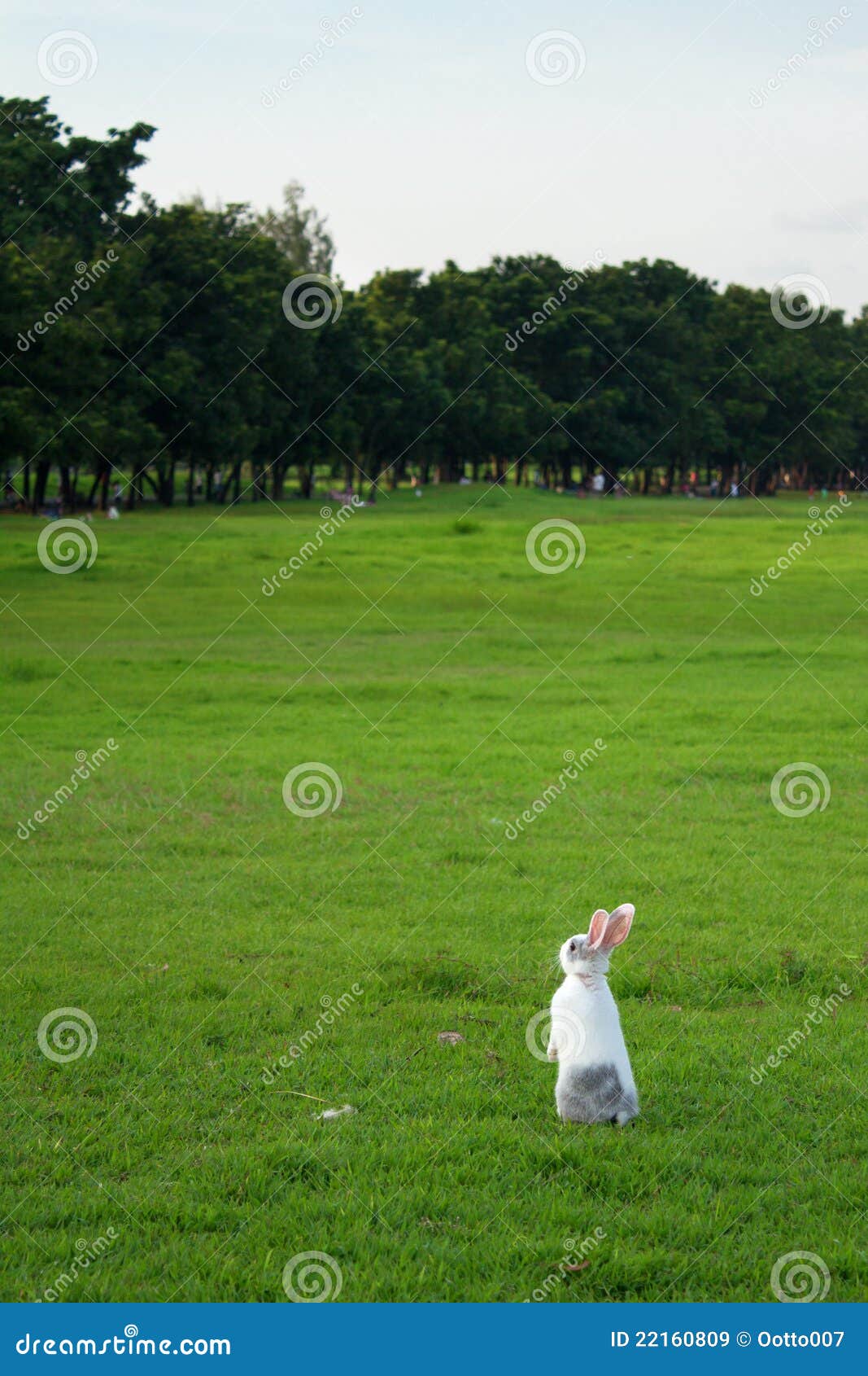 Cute White Rabbit Standing on Field Stock Image - Image of grass, fauna ...