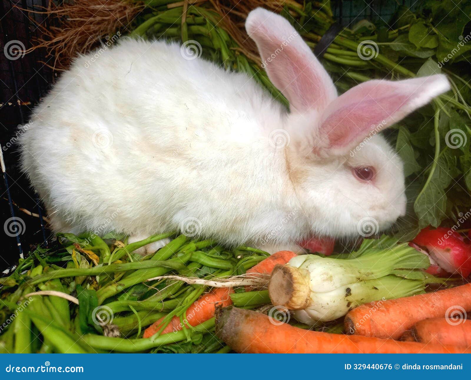 A Cute White Rabbit among Vegetables and Fruit As Food Stock Photo ...
