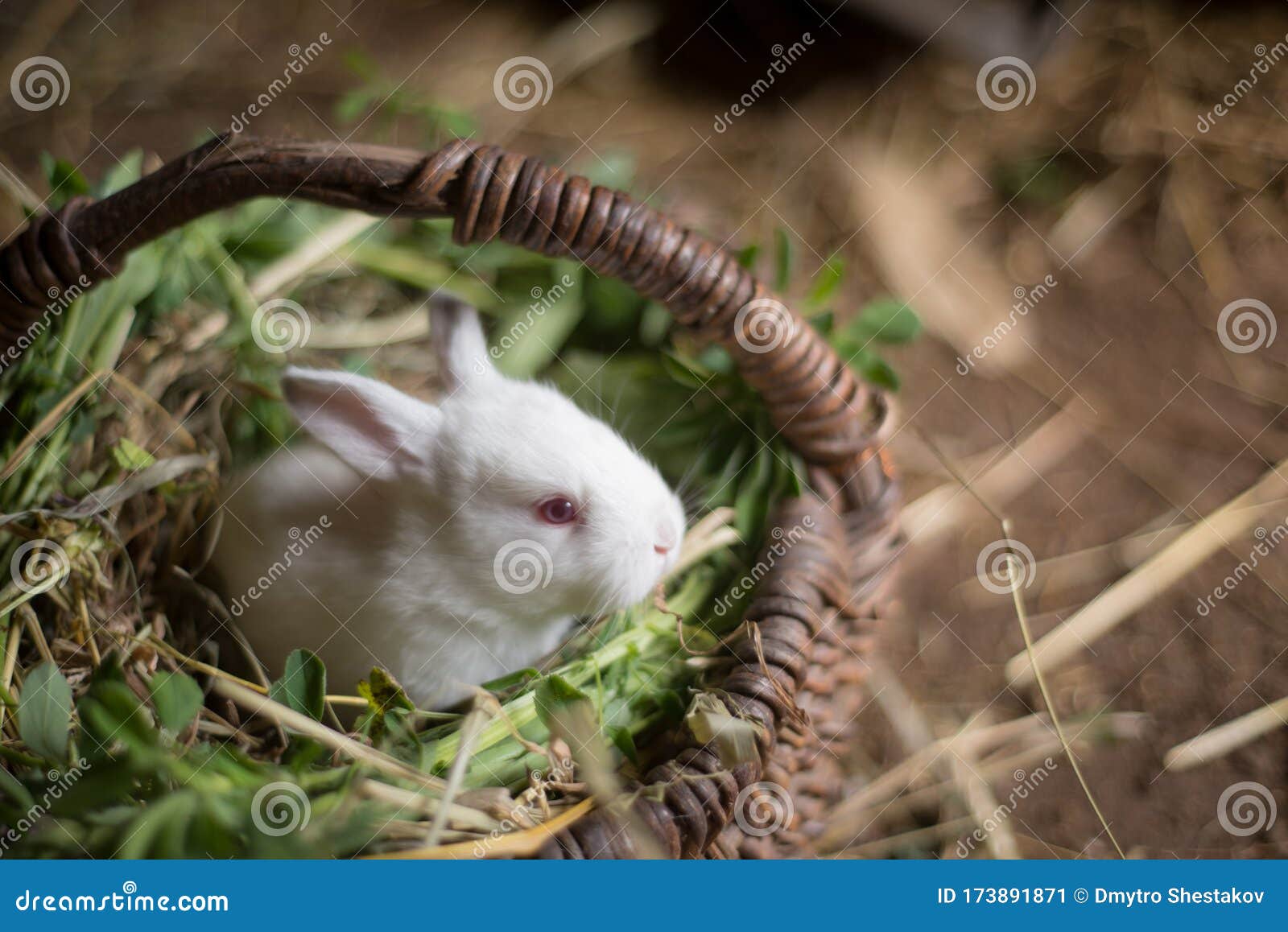 Cute White Rabbit in a Wicker Basket with Grass Stock Image - Image of ...