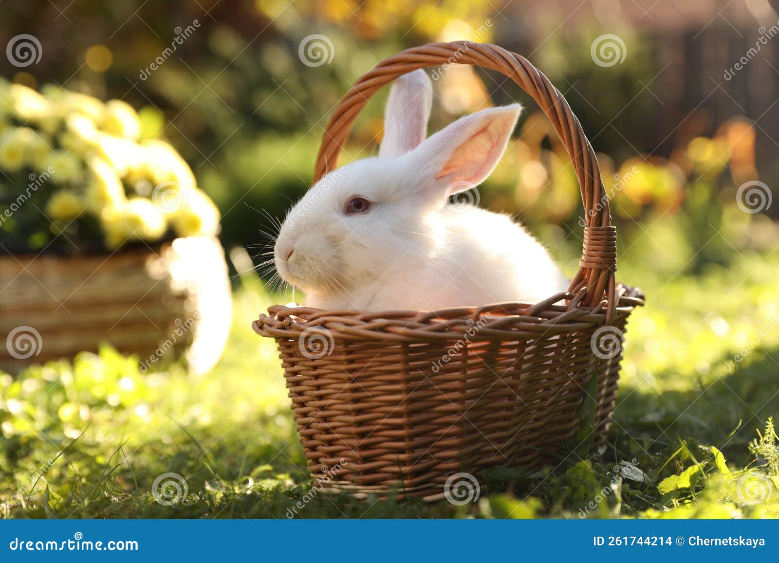 Cute White Rabbit in Wicker Basket on Grass Outdoors Stock Photo ...