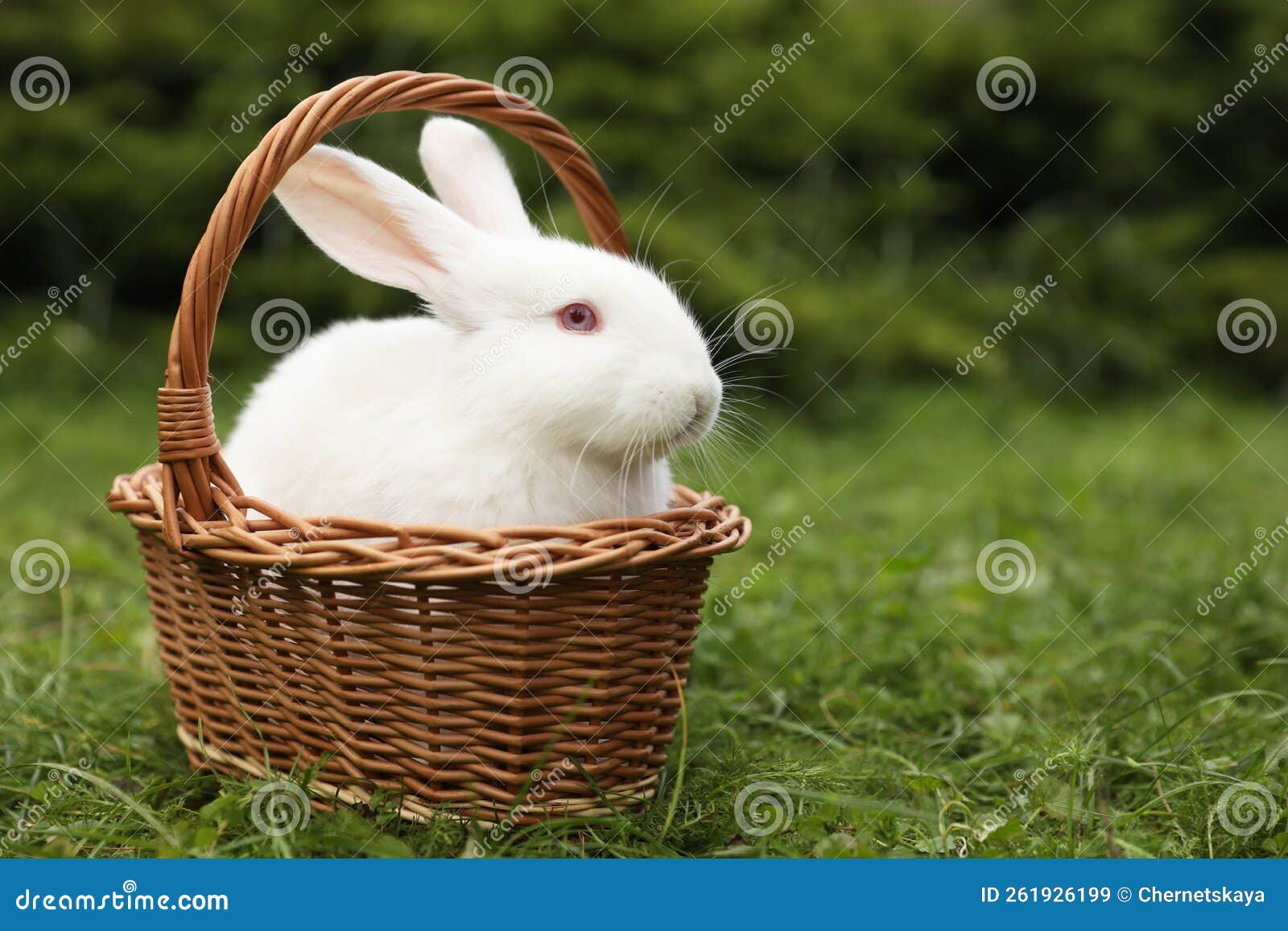Cute White Rabbit in Wicker Basket on Grass Outdoors Stock Image ...