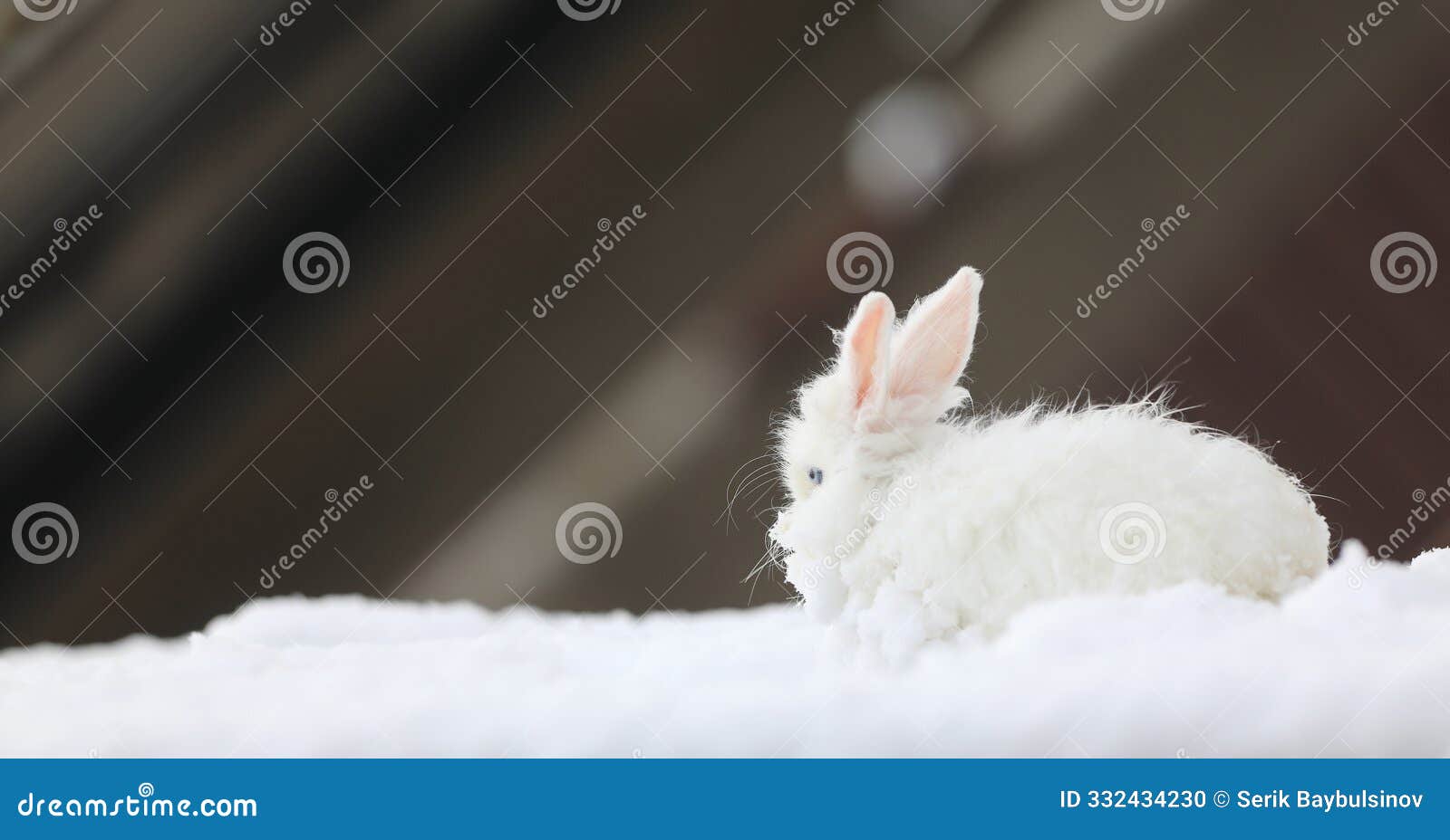 Cute White Rabbit in Winter Stock Photo - Image of rabbit, little ...