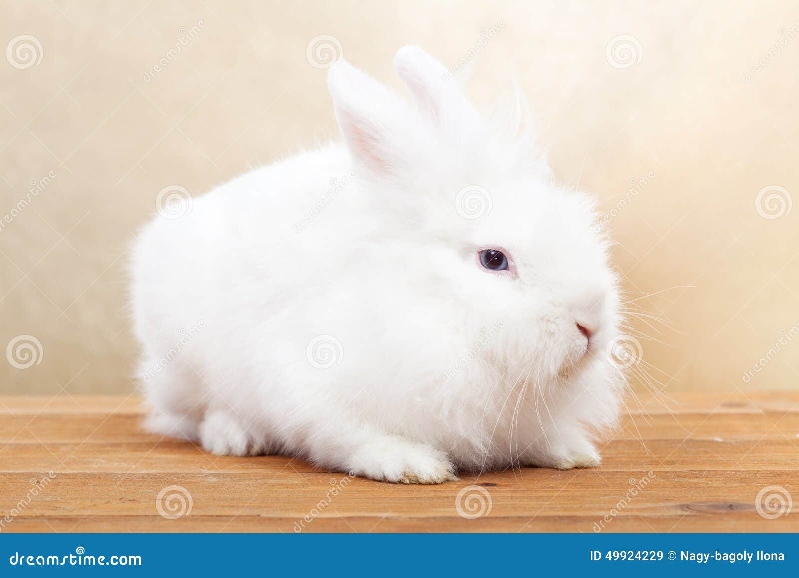 Cute White Rabbit on Wooden Surface Stock Image - Image of mammal, head ...