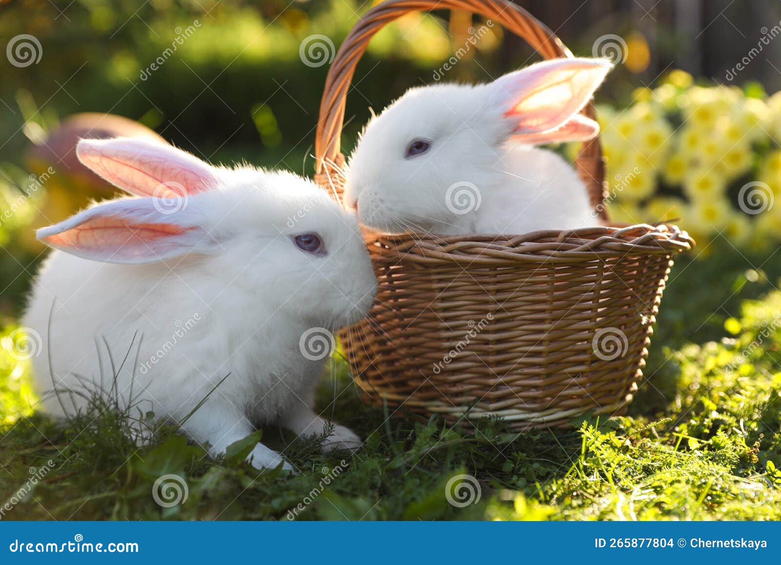 Cute White Rabbits and Wicker Basket on Green Grass Outdoors Stock ...