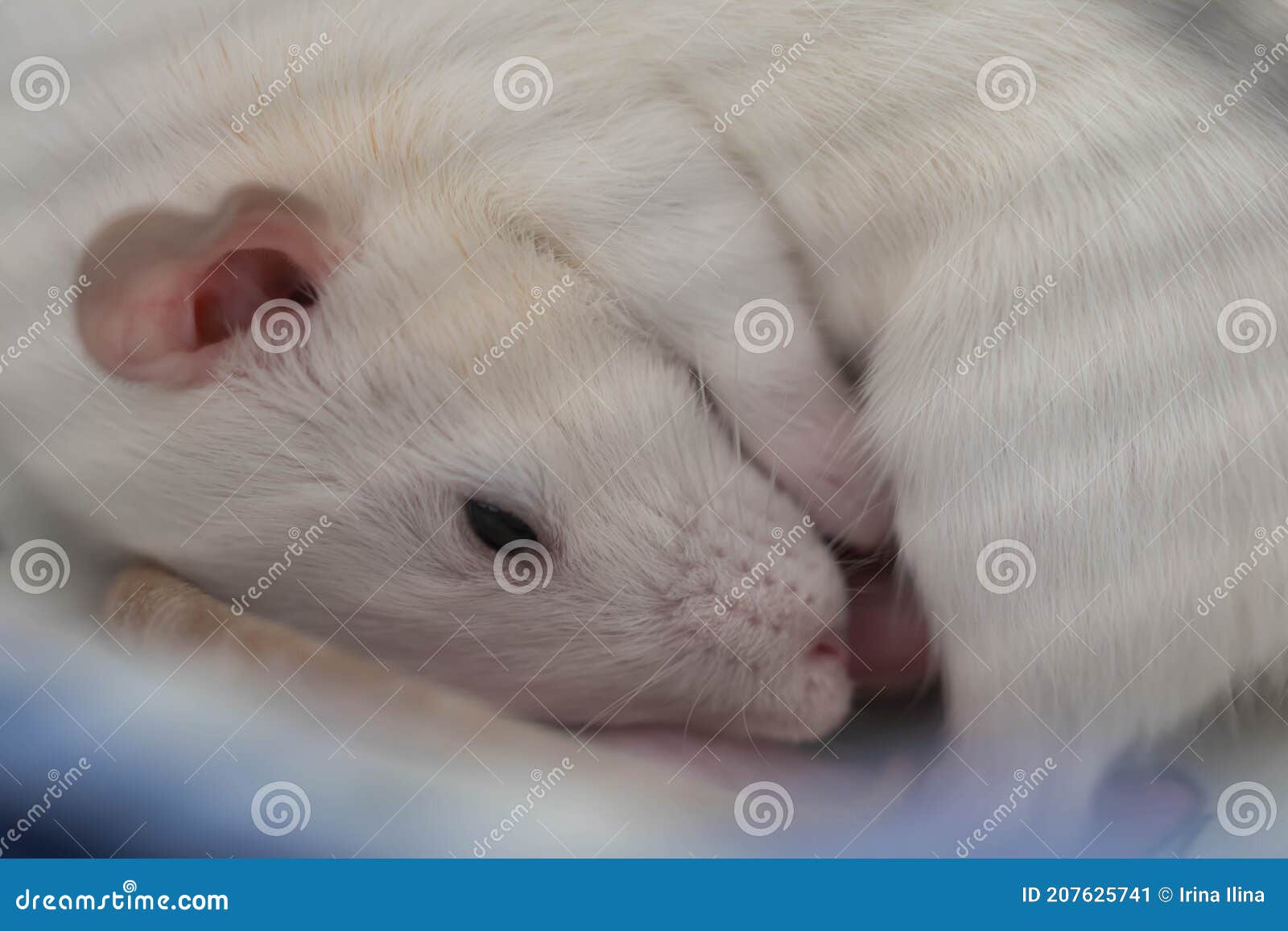 A Cute White Rat Sleeps Curled Up in a Ball. Stock Image - Image of ...