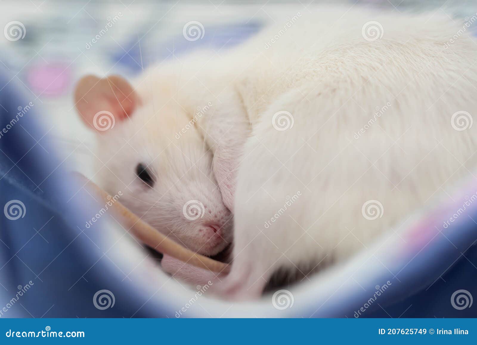 A Cute White Rat Sleeps Curled Up in a Ball. Stock Image - Image of ...