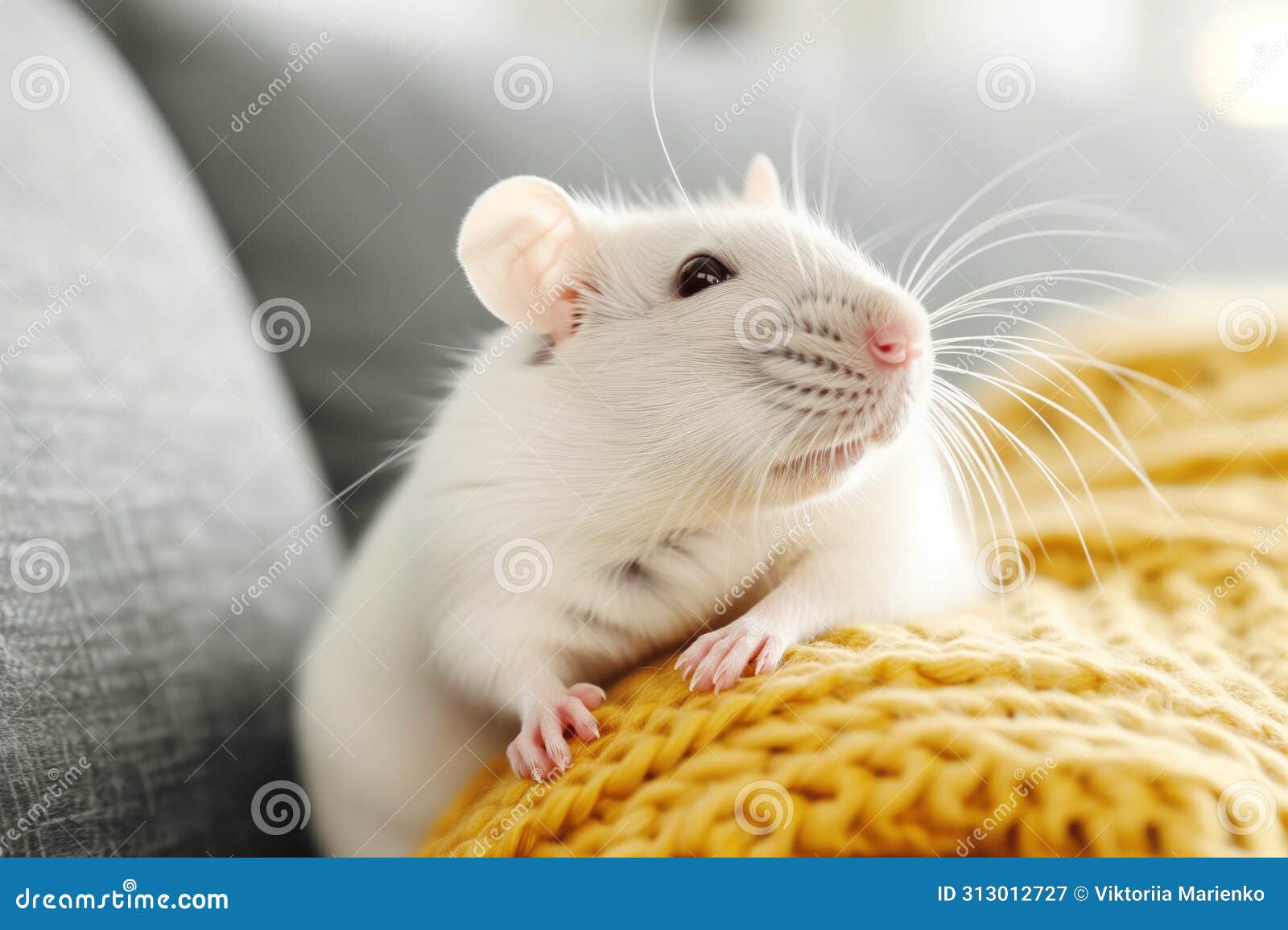 Cute White Rat on Sofa, Close Up. Pet Care Concept Stock Illustration ...