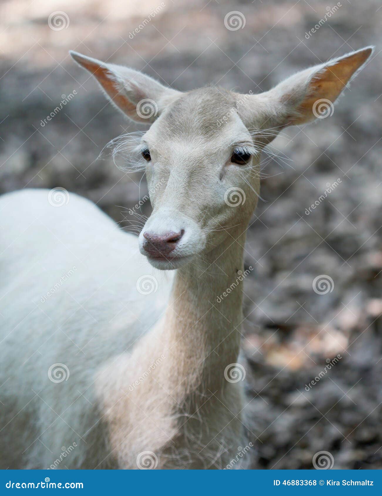 Cute White Red Deer Close Up Portrait Stock Photo - Image of white ...
