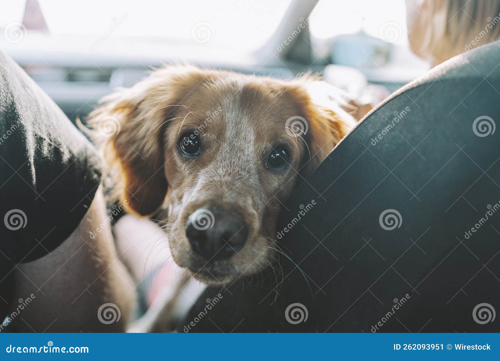 Cute White and Red Dog Sitting in the Car Stock Image - Image of young ...