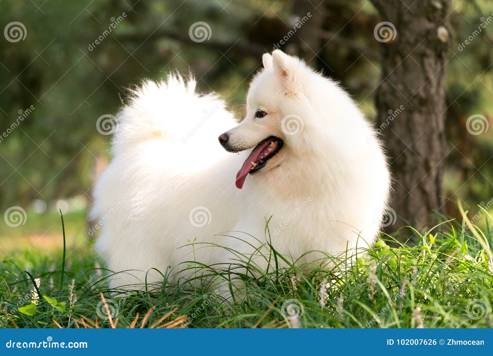 Cute White Samoyed Under Sunshine Stock Photo - Image of sunshine ...