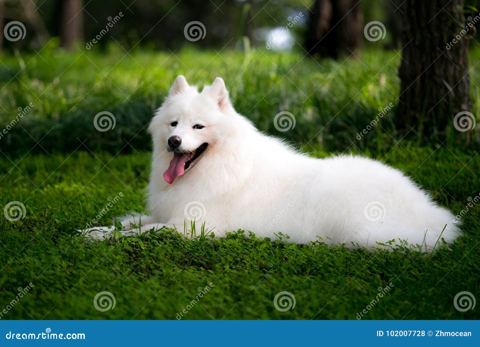 Cute White Samoyed Under Sunshine Stock Photo - Image of love, samoyed ...