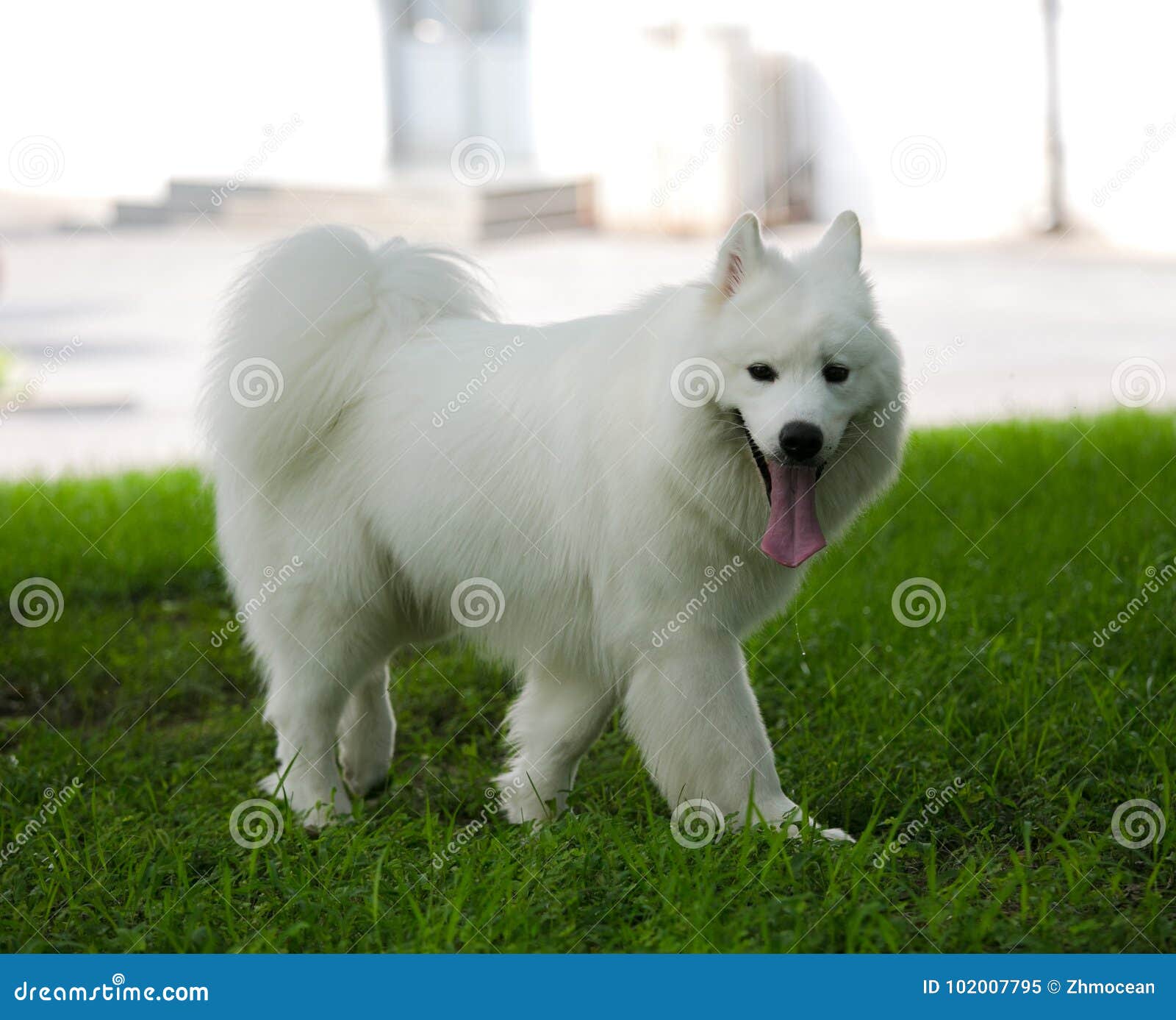 Cute White Samoyed Under Sunshine Stock Image - Image of snout, love ...