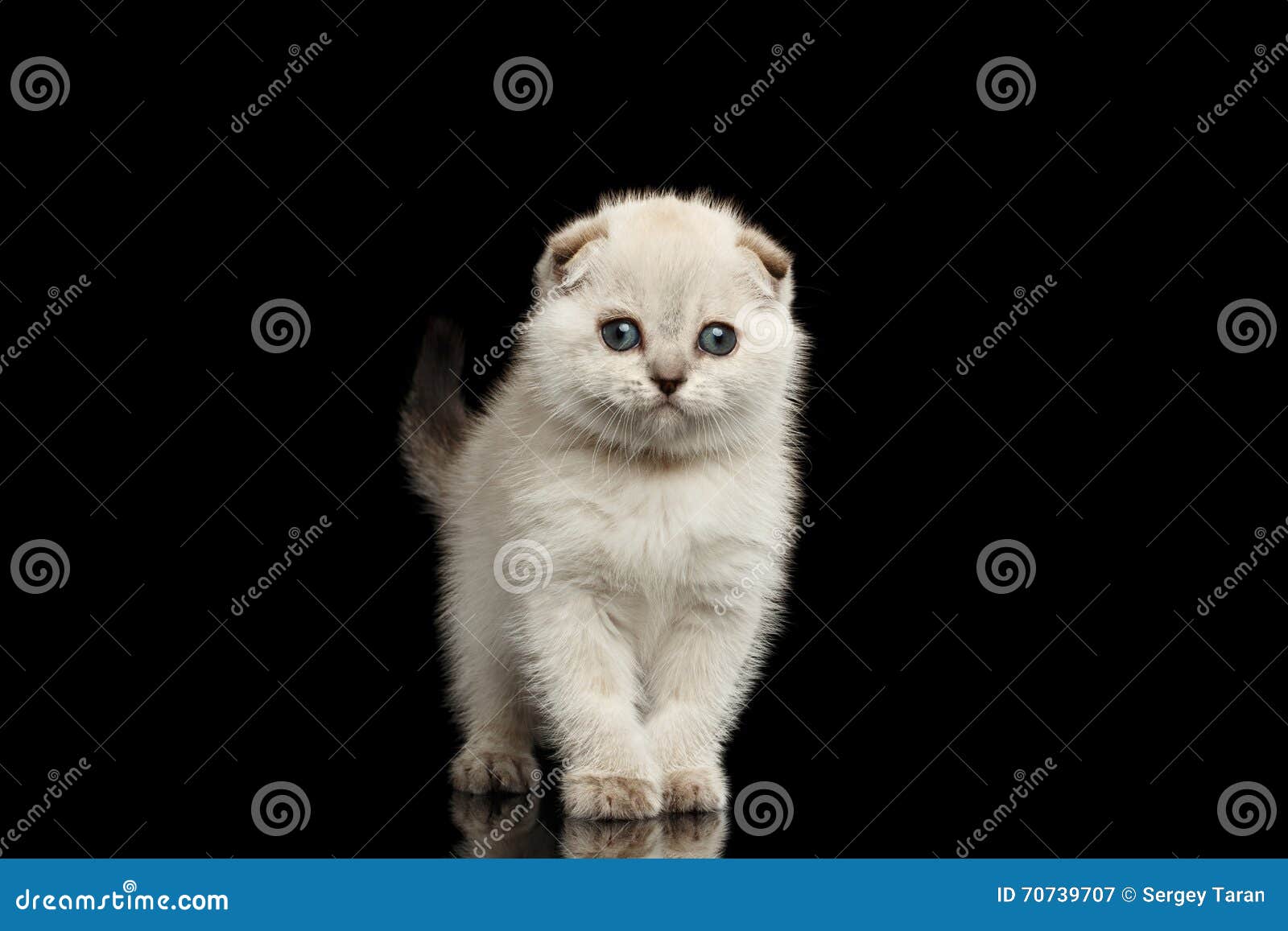 Cute White Scottish Fold Kitten Standing, Front View Isolated Black ...