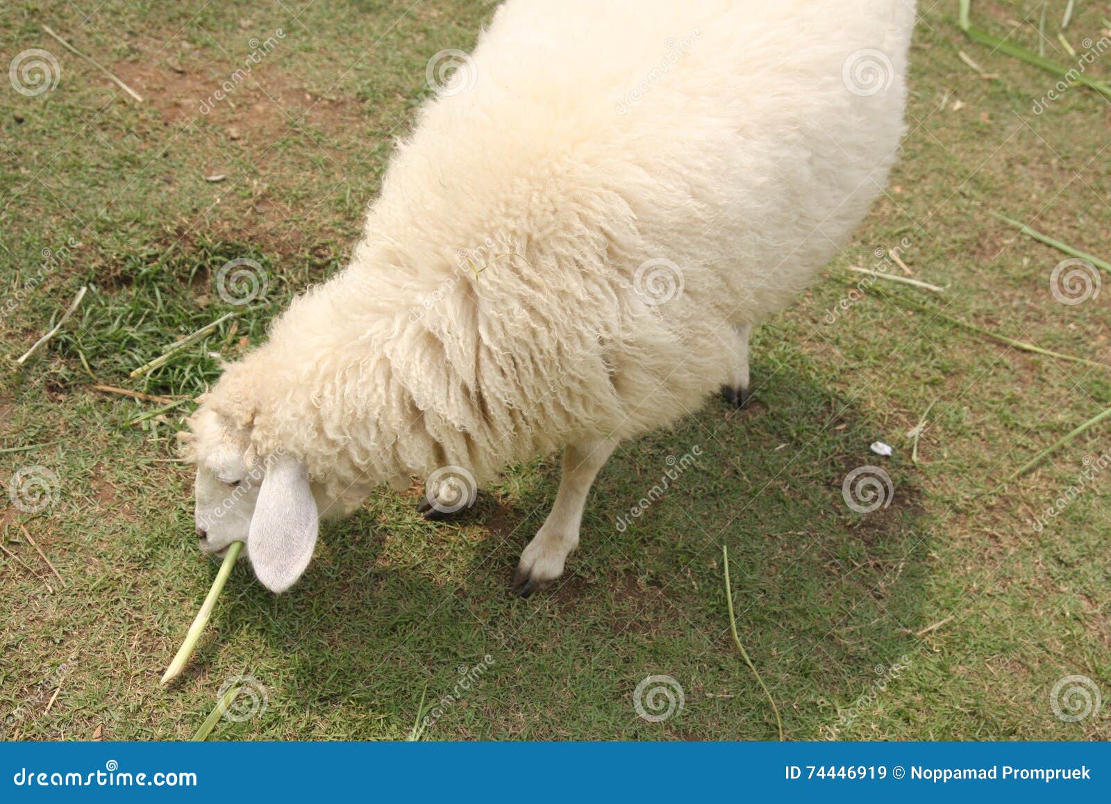Cute white sheep stock image. Image of village, young - 74446919