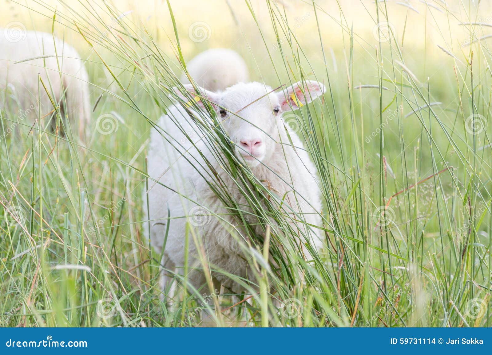 Cute white sheep stock photo. Image of green, tree, hour - 59731114
