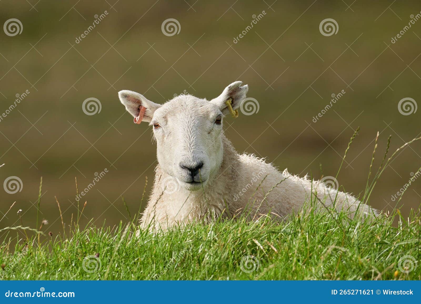 Cute White Sheep Laying on the Green Grass Stock Image - Image of ...