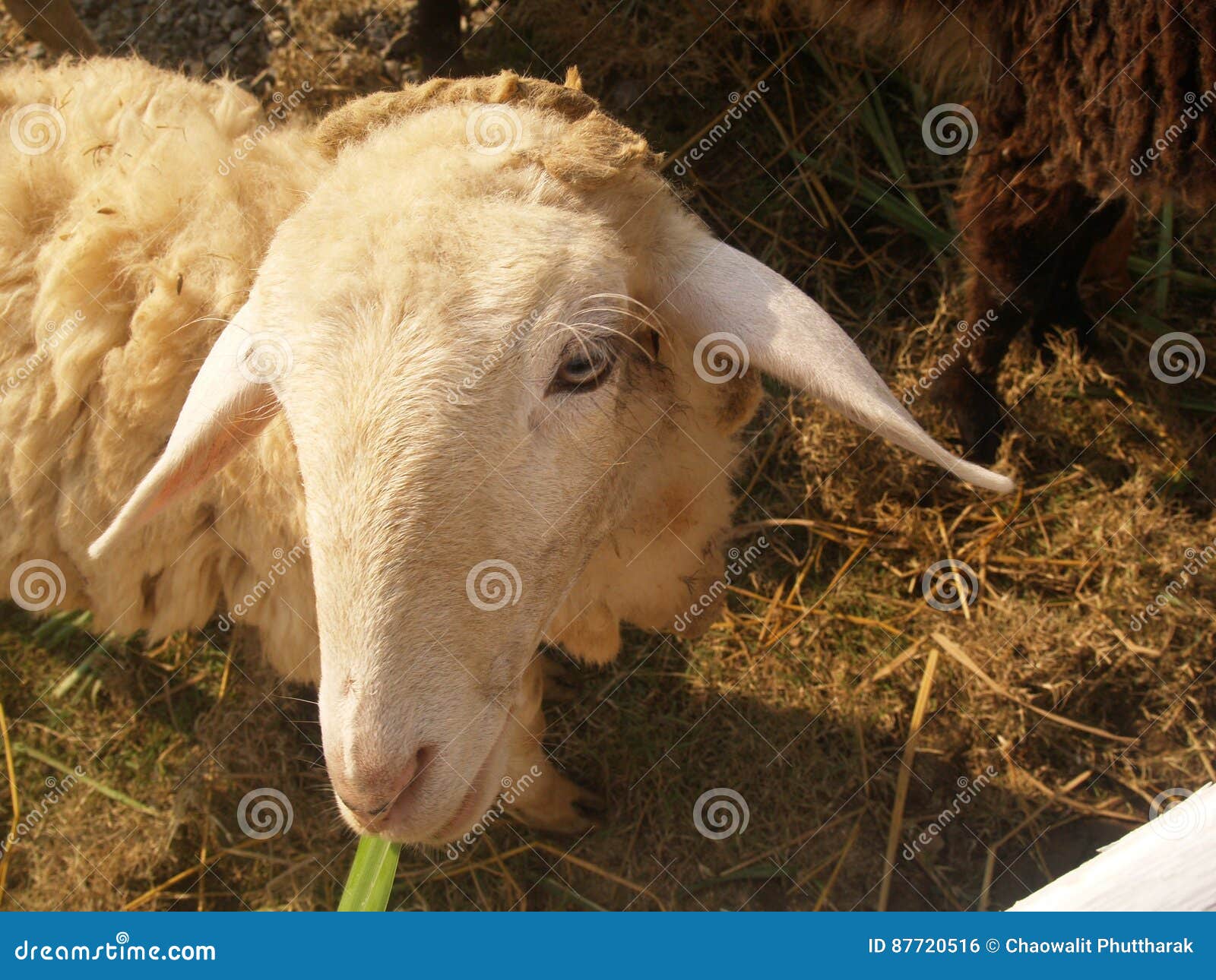 Cute White Sheep Stand in the Stall Stock Photo - Image of rural, baby ...